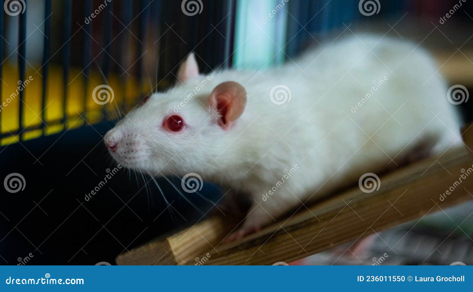 Sweet rat stock photo. Image of looking, curious, carnivore - 236011550