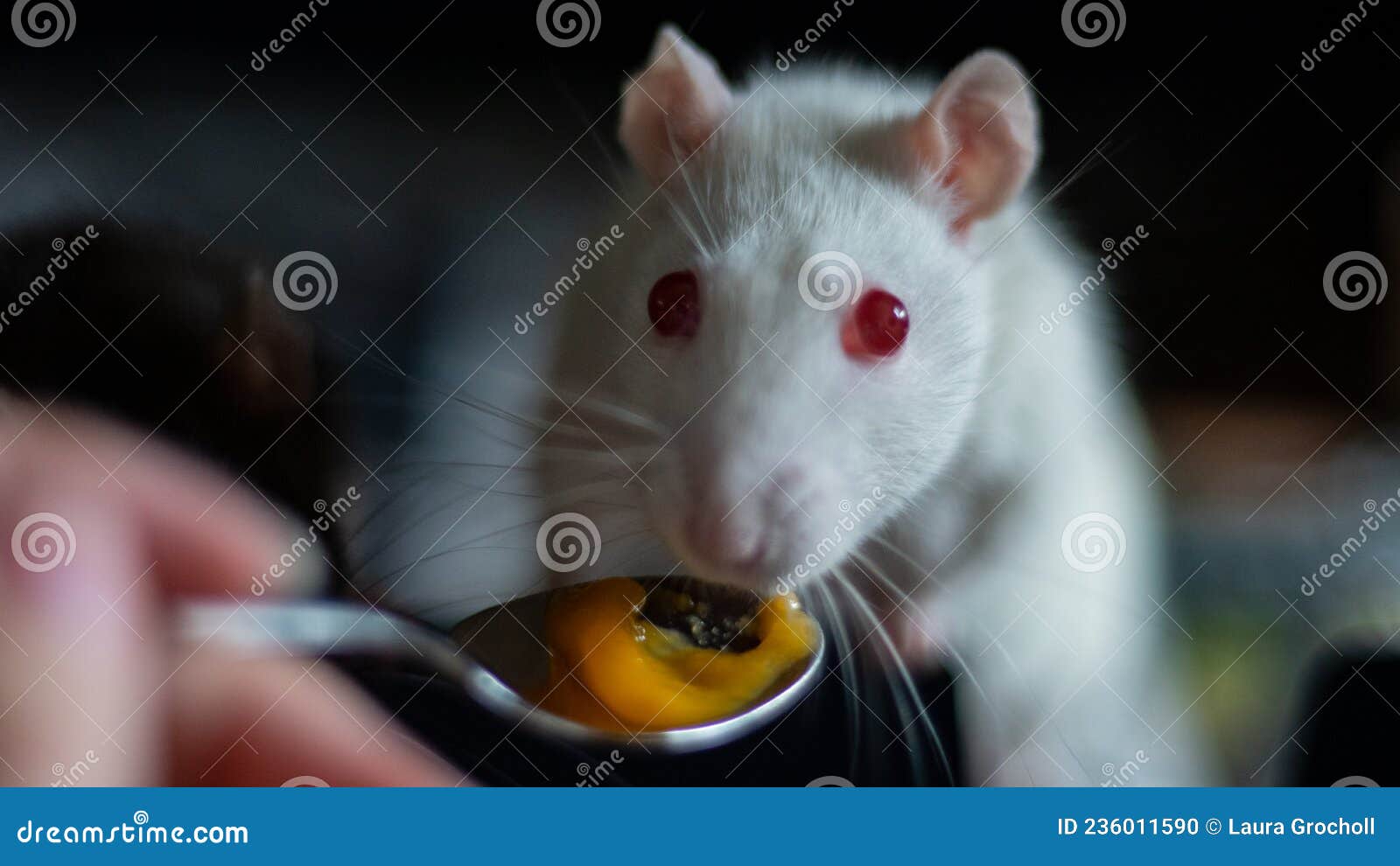 Sweet rat stock photo. Image of animal, mammal, curious - 236011590