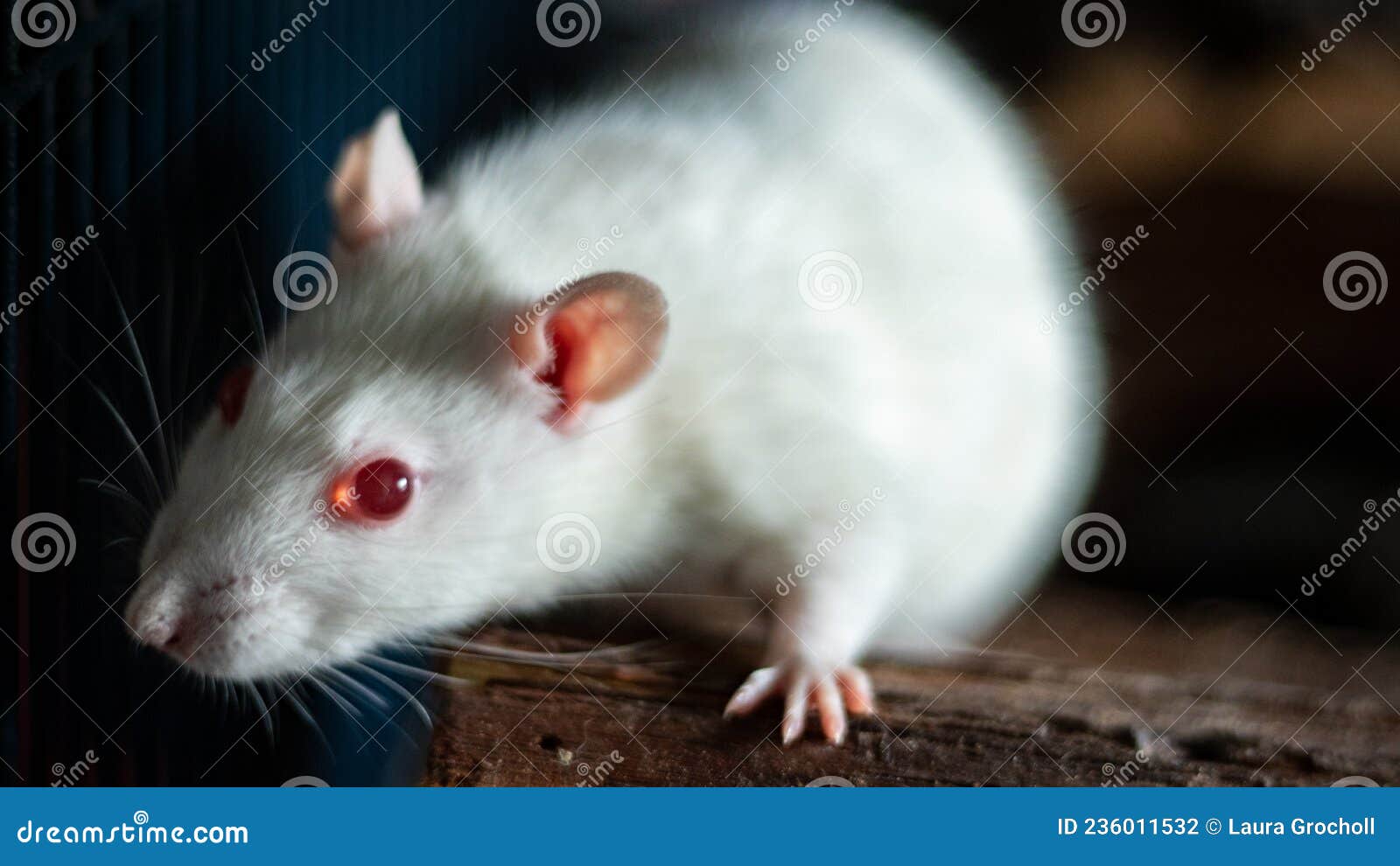 Sweet rat stock photo. Image of face, hair, nose, background - 236011532
