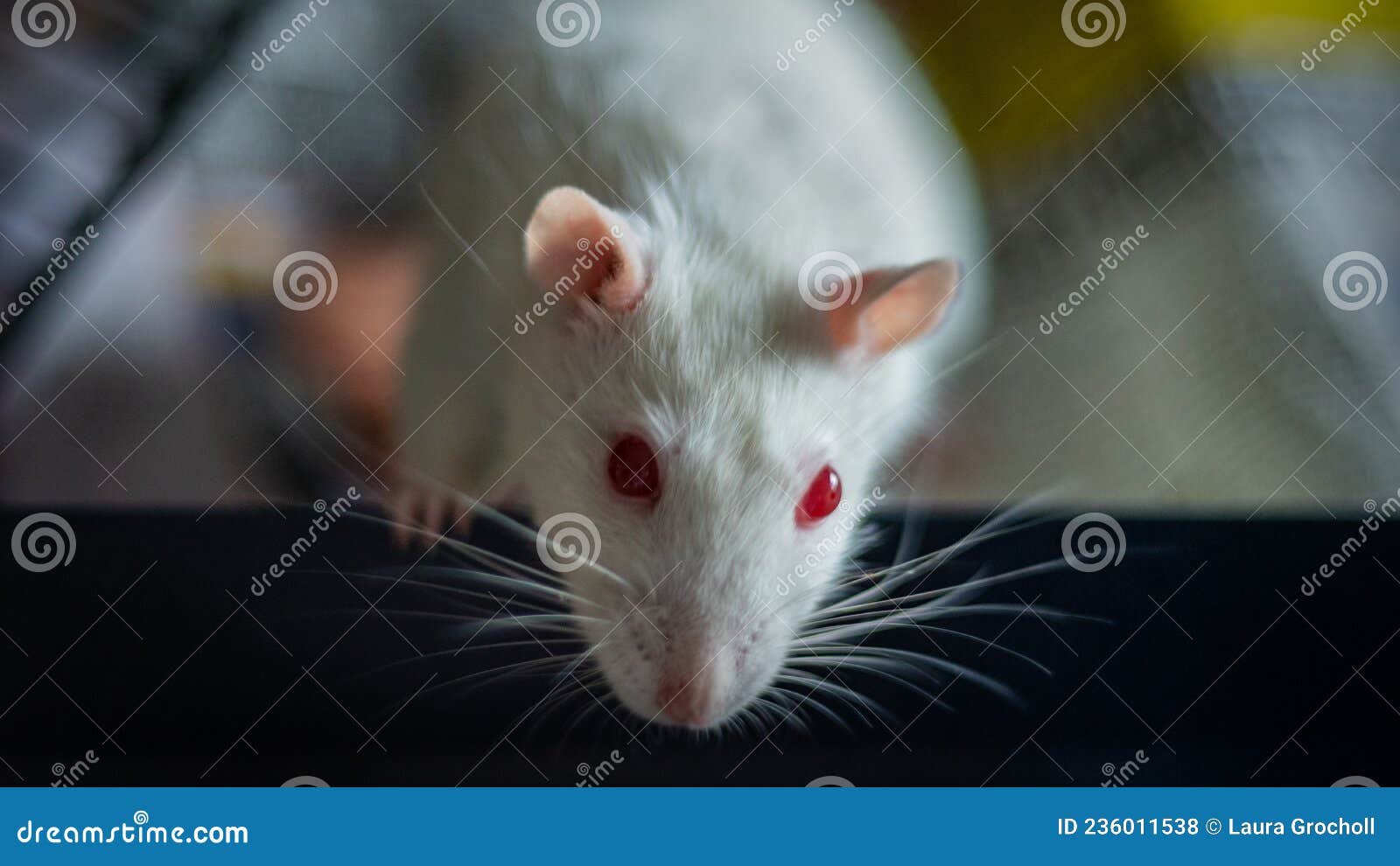 Sweet rat stock photo. Image of hair, cute, adorable - 236011538