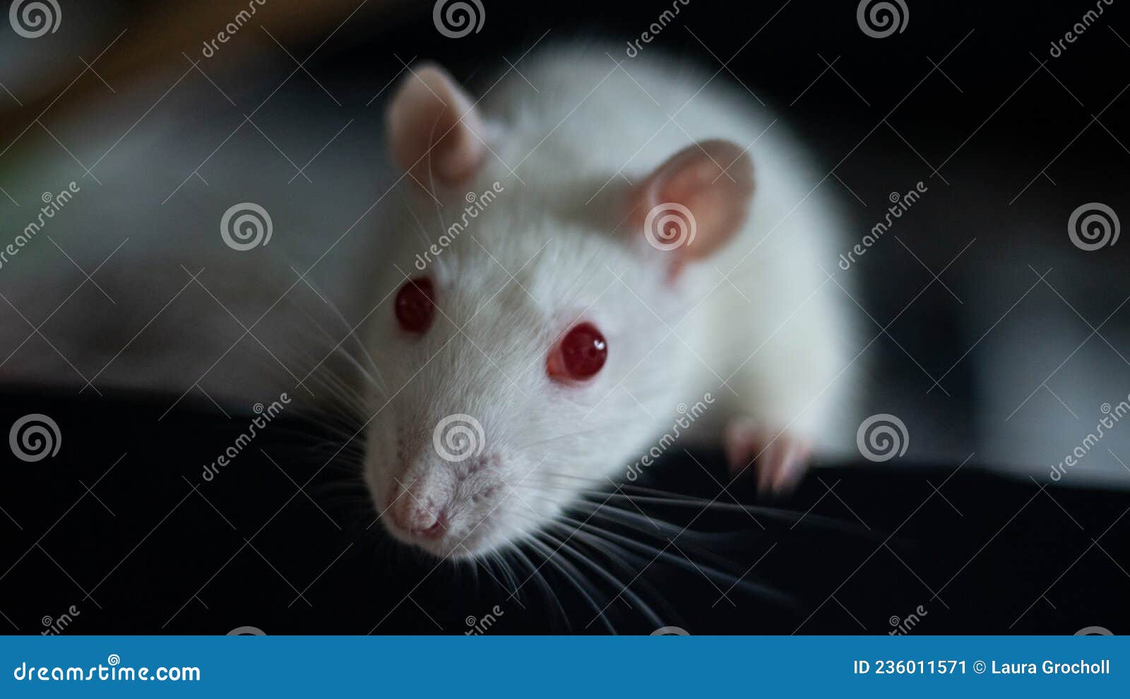 Sweet rat stock image. Image of face, sweet, straight - 236011571