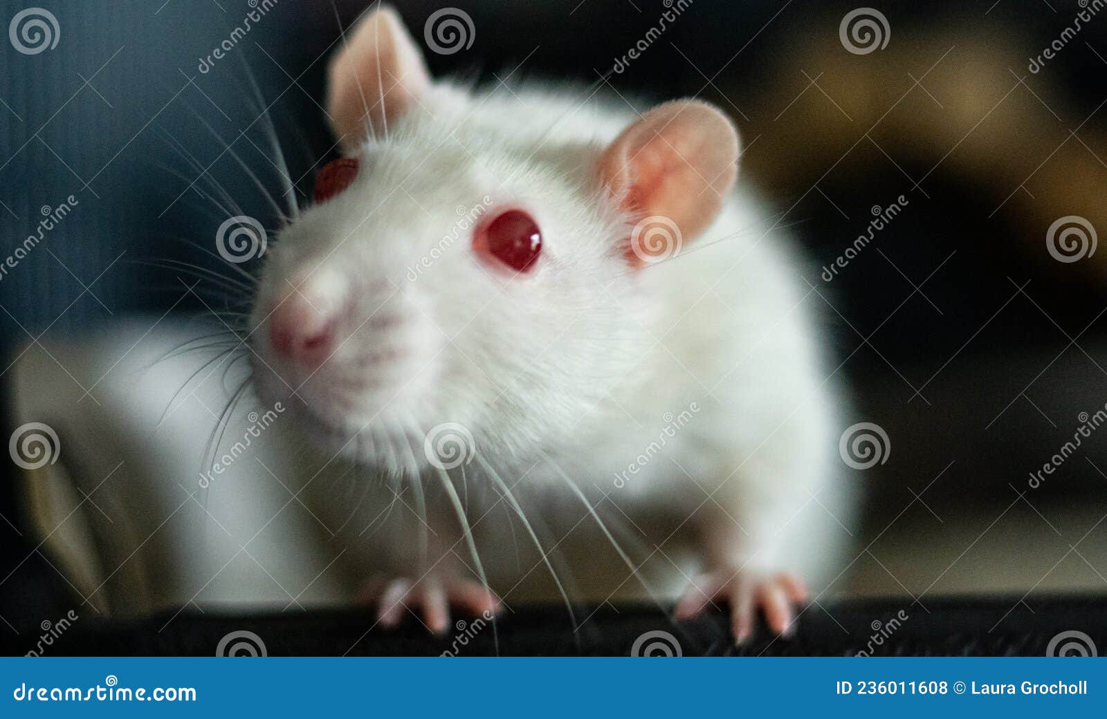 Sweet rat stock photo. Image of cute, curious, mammal - 236011608
