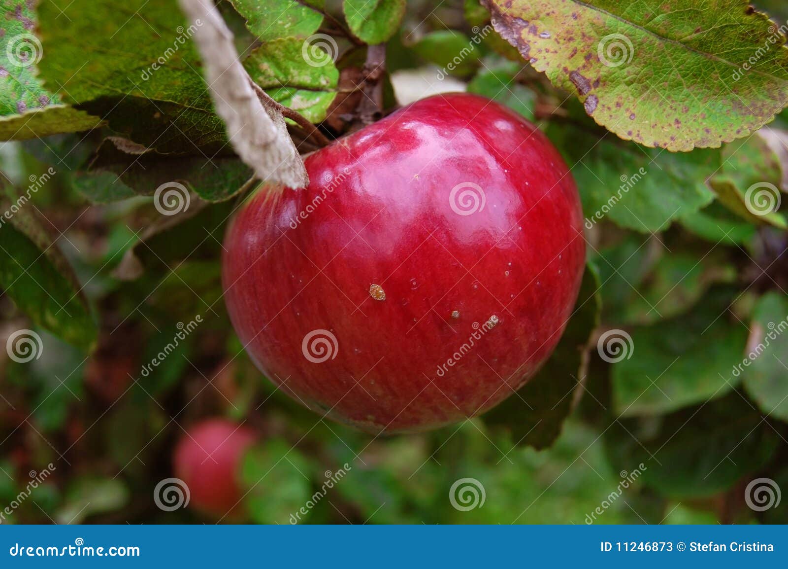 Sweet red apple stock image. Image of apple, apples, fruit - 11246873