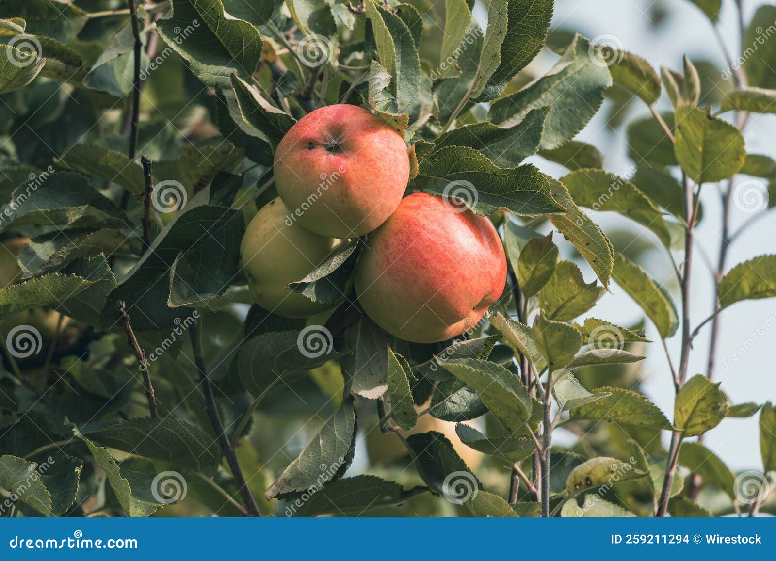 Sweet, Red Apples Hanging in a Tree Stock Photo - Image of eple ...
