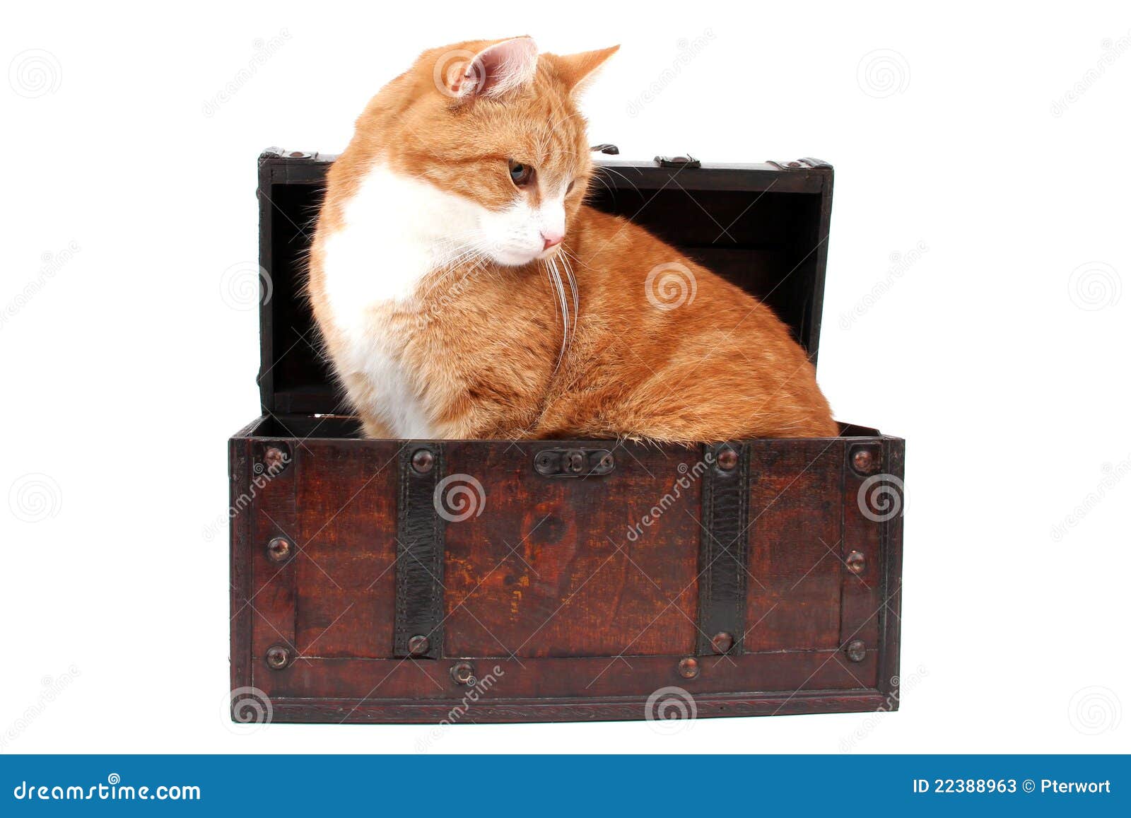 Sweet Red Cat in Treasure Chest Stock Image - Image of case ...