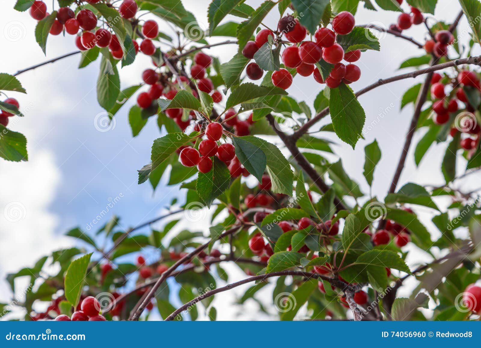 Sweet Red Cherries stock photo. Image of harvest, cherries - 74056960