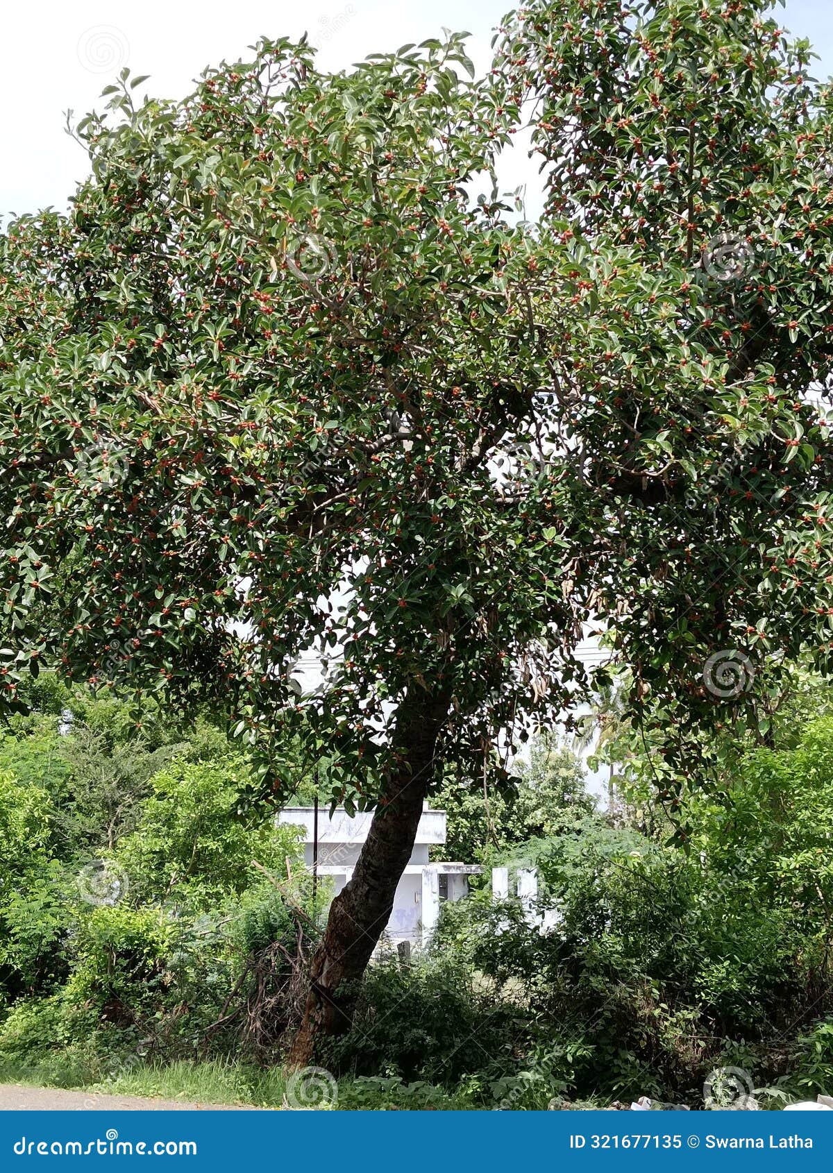 Sweet Red Colour Beautiful Fruits Tree Stock Image - Image of tree ...
