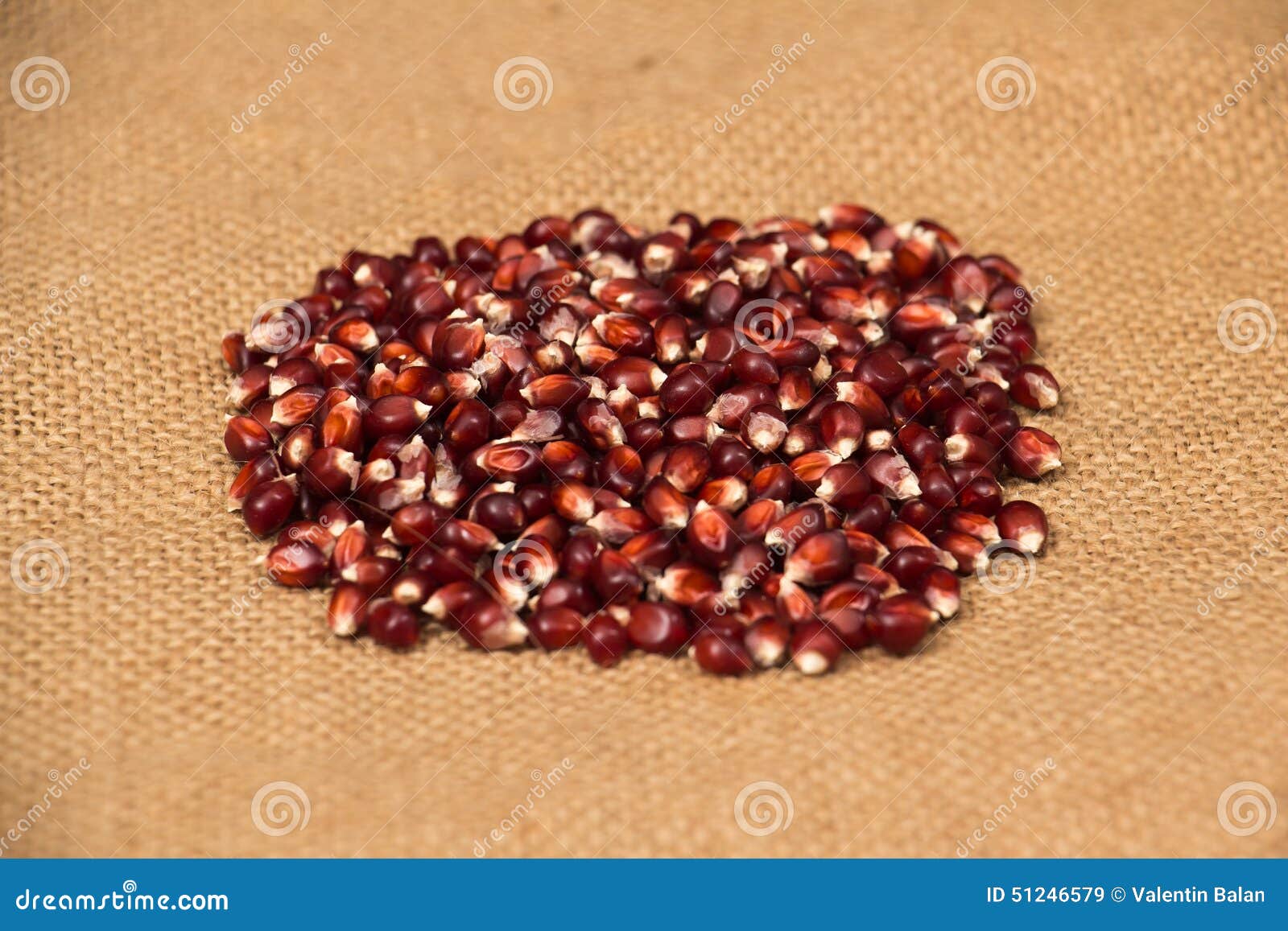 Sweet red corn stock image. Image of organic, nature - 51246579