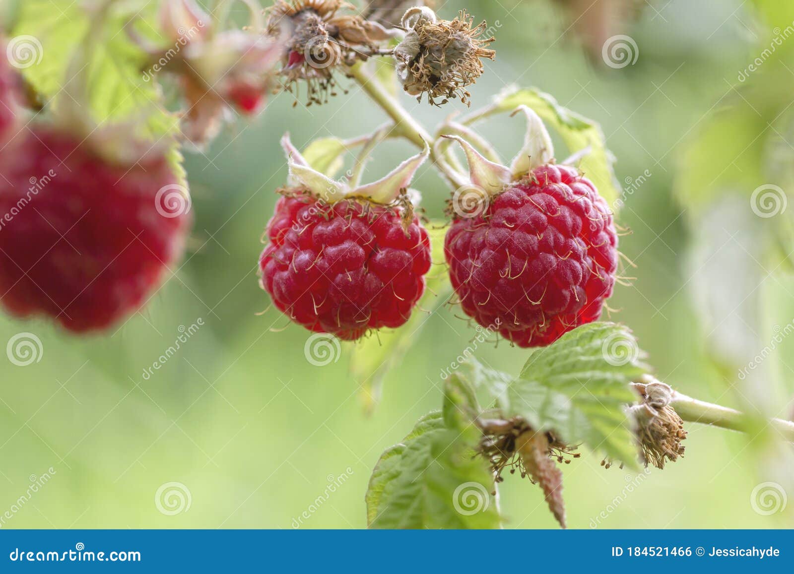 Sweet Red Fruits on Wild Raspberry Stock Photo - Image of diet, natural ...