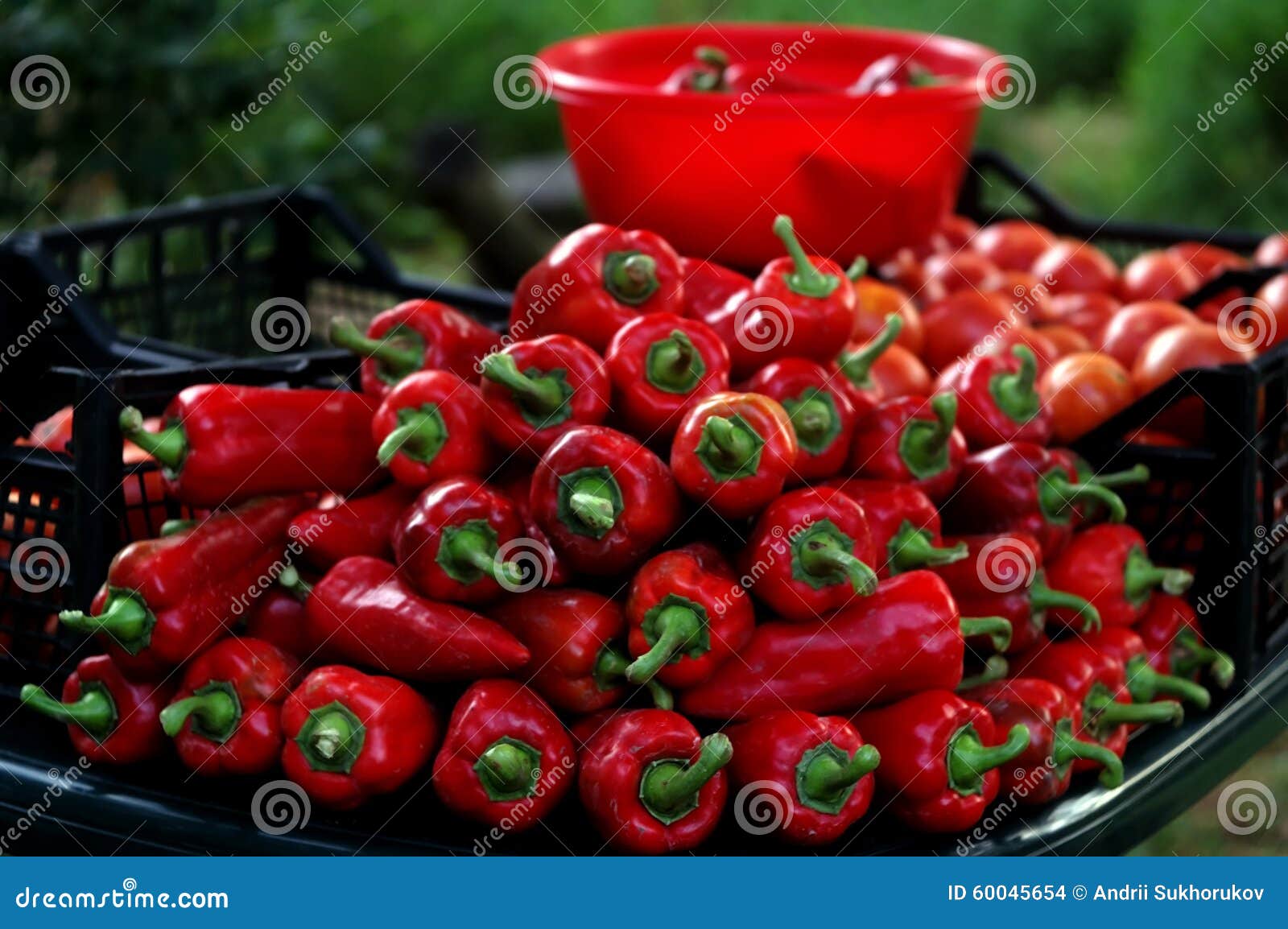 Sweet red pepper stock photo. Image of frame, crop, food - 60045654