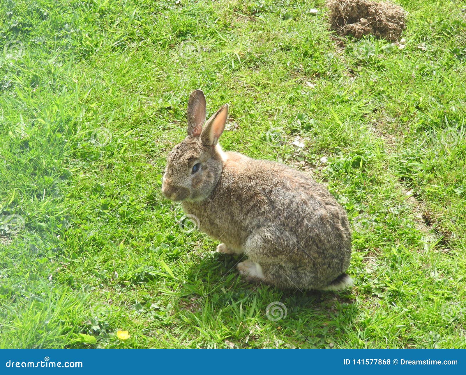 1,869 Resting Bunny Photos - Free & Royalty-Free Stock Photos from ...