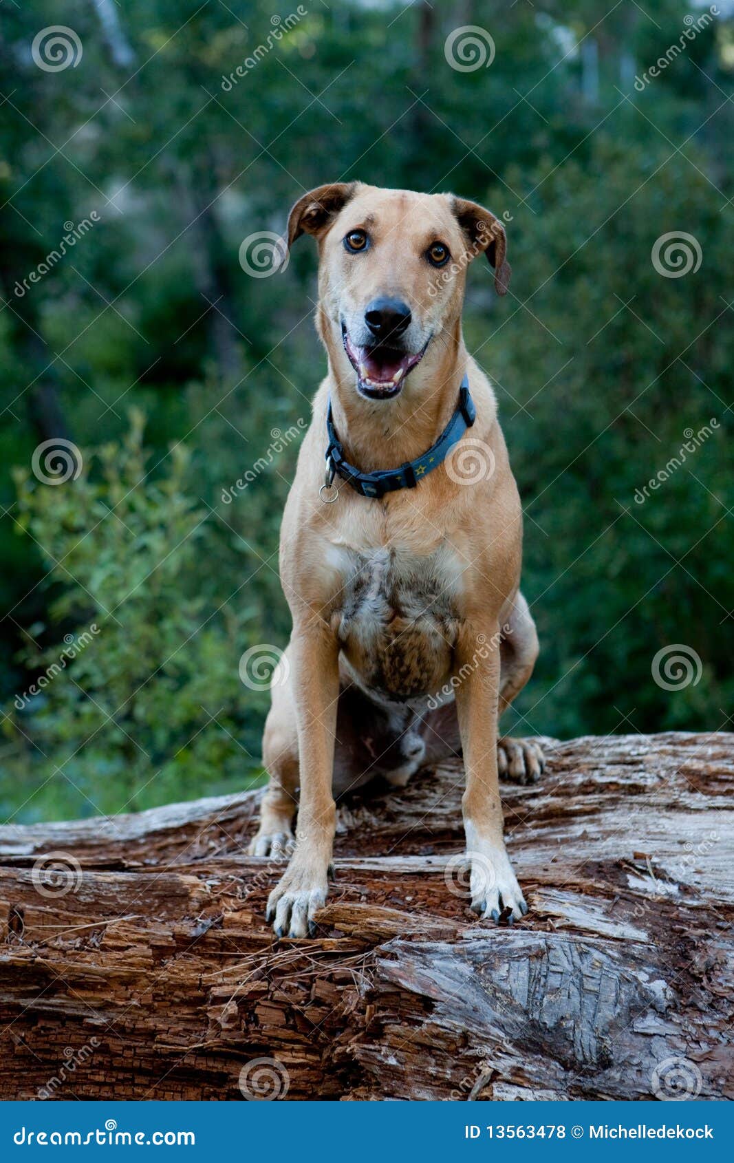 Sweet Ridgeback, Mixed Breed Stock Photo - Image of friend, animal ...