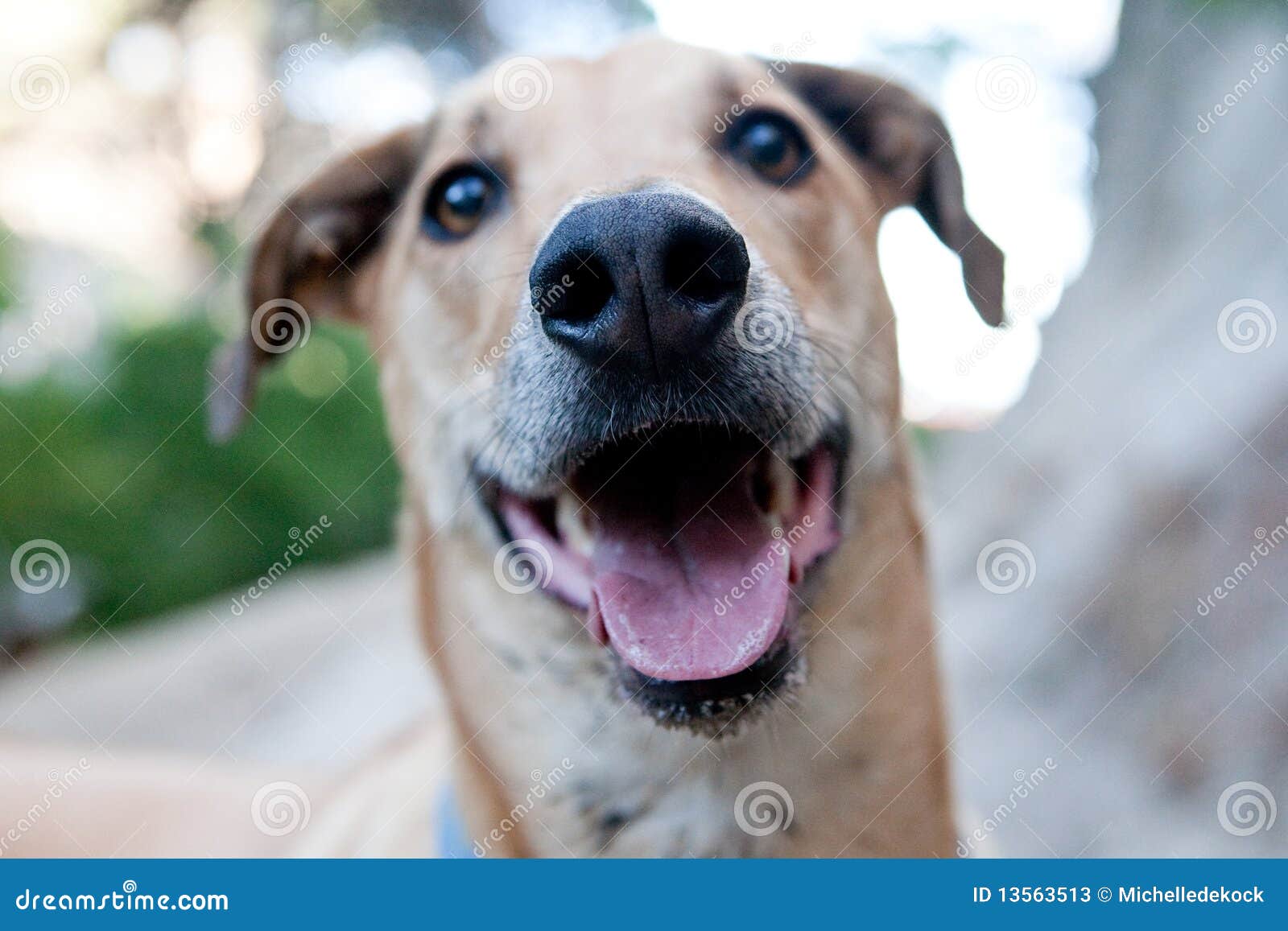 Sweet Ridgeback, Mixed Breed Stock Image - Image of dogs, breeds: 13563513