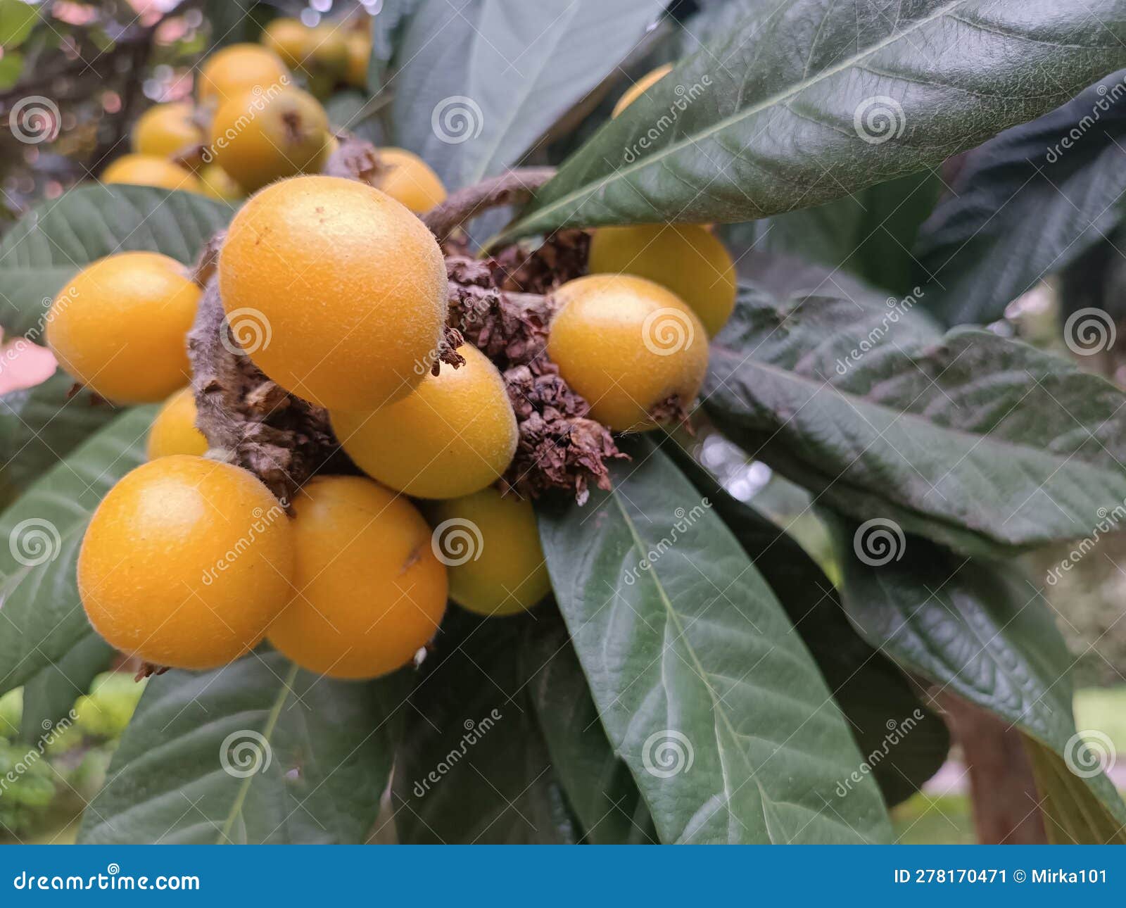 Sweet Ripe Loquats Still Attached To the Tree Stock Image - Image of ...