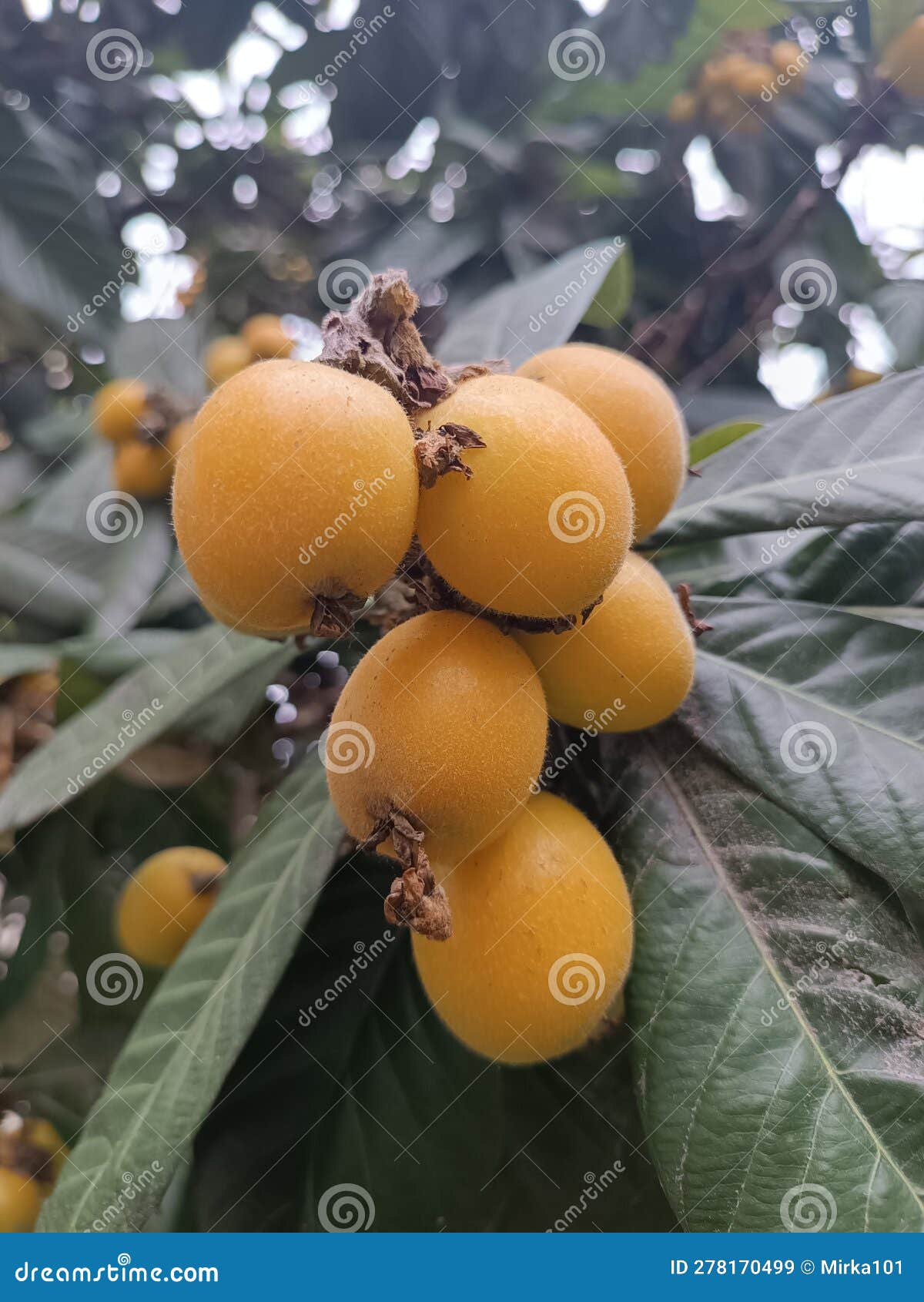 Sweet Ripe Loquats Still Attached To the Tree Stock Image - Image of ...
