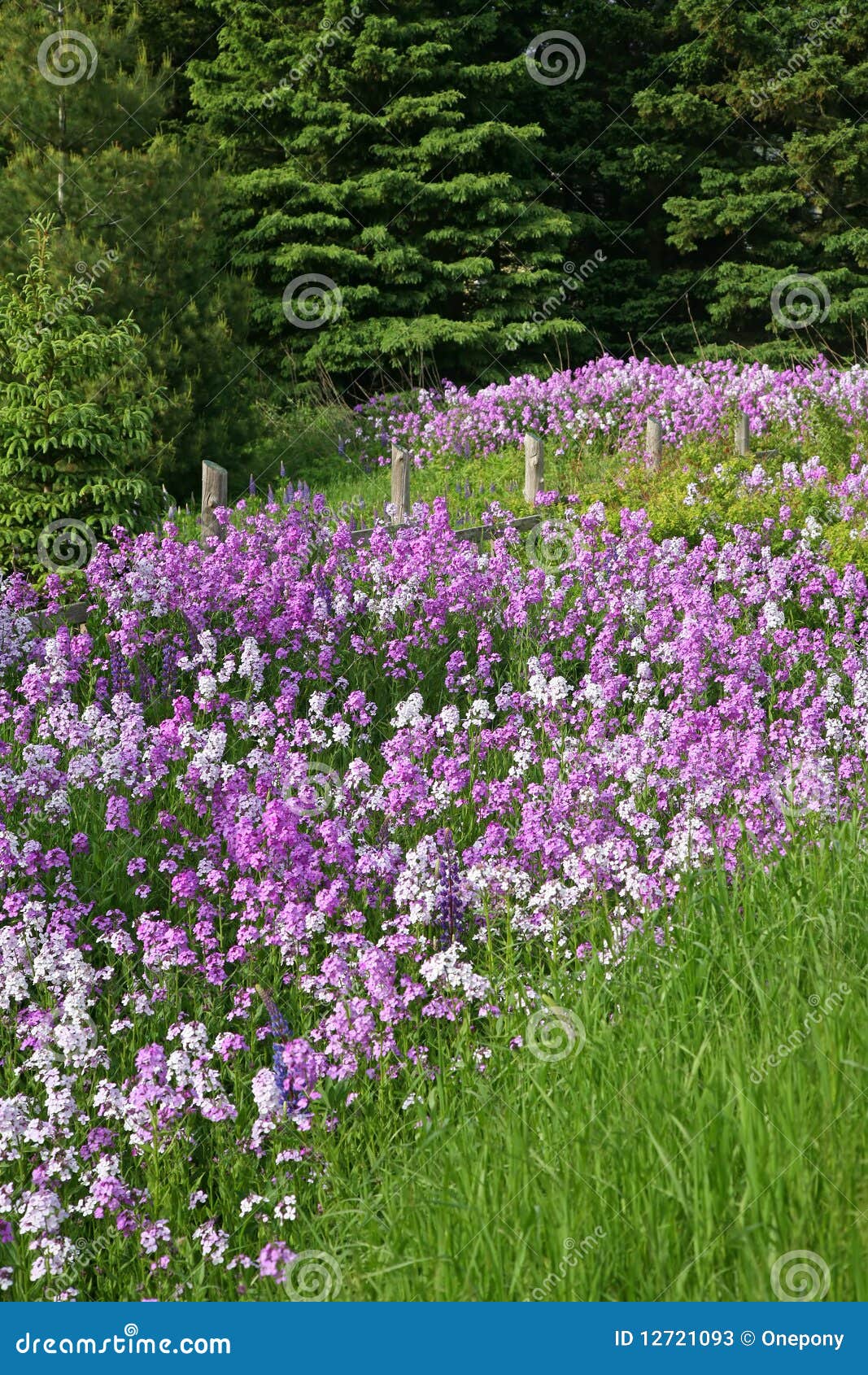 Sweet Rocket stock image. Image of blossom, grass, wild - 12721093