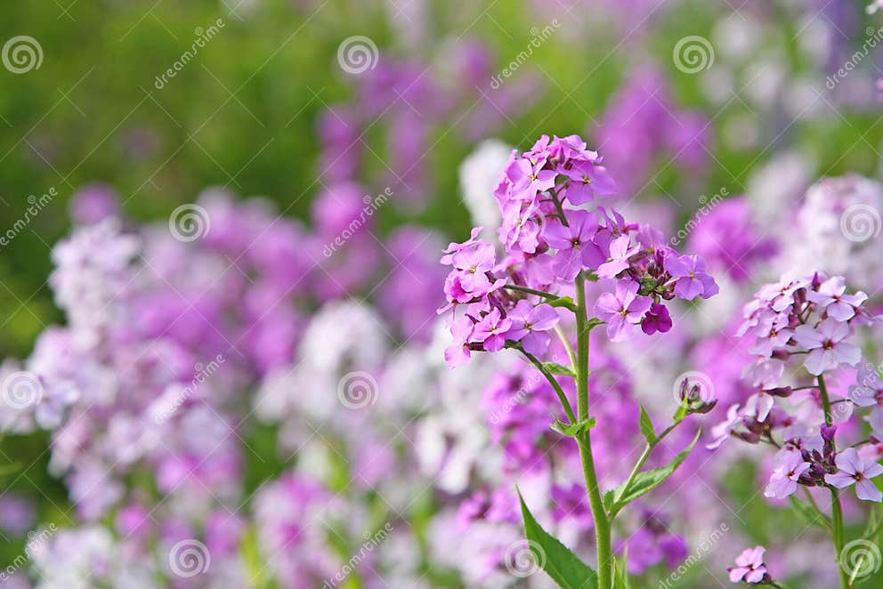 Sweet Rocket stock photo. Image of grass, field, rocket - 12721114