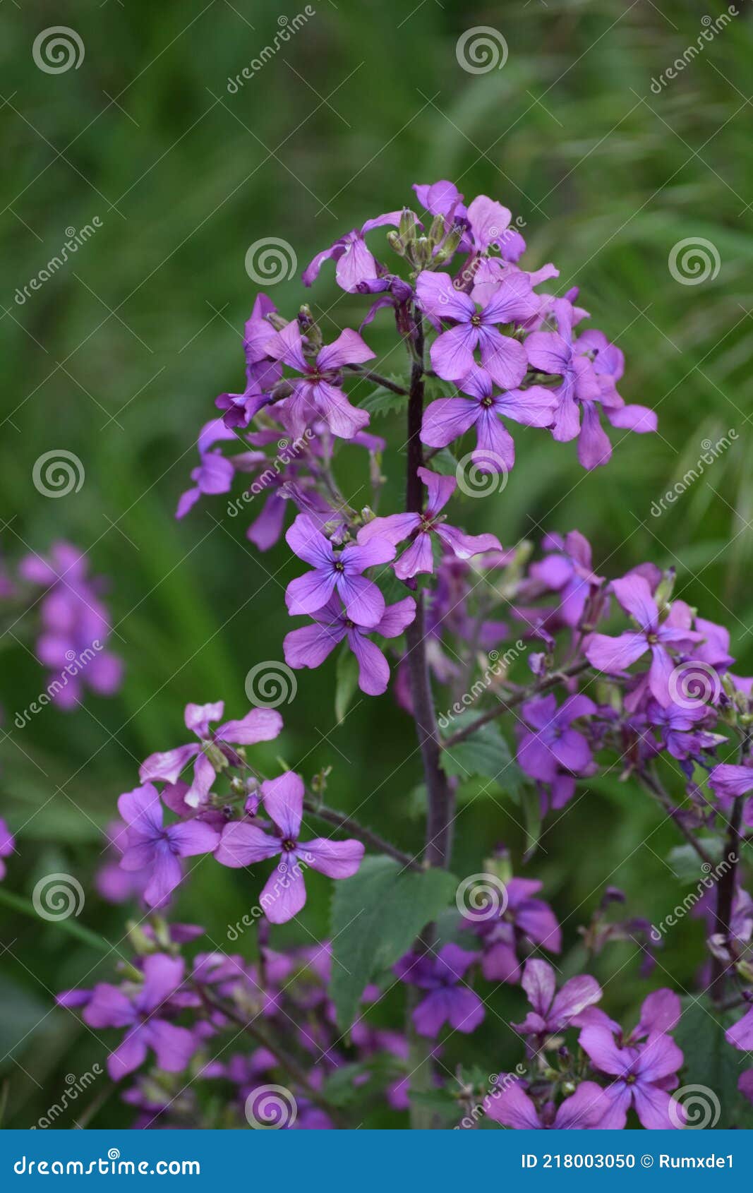 An Sweet-Rocket-Flower in the Evening Stock Photo - Image of violet ...