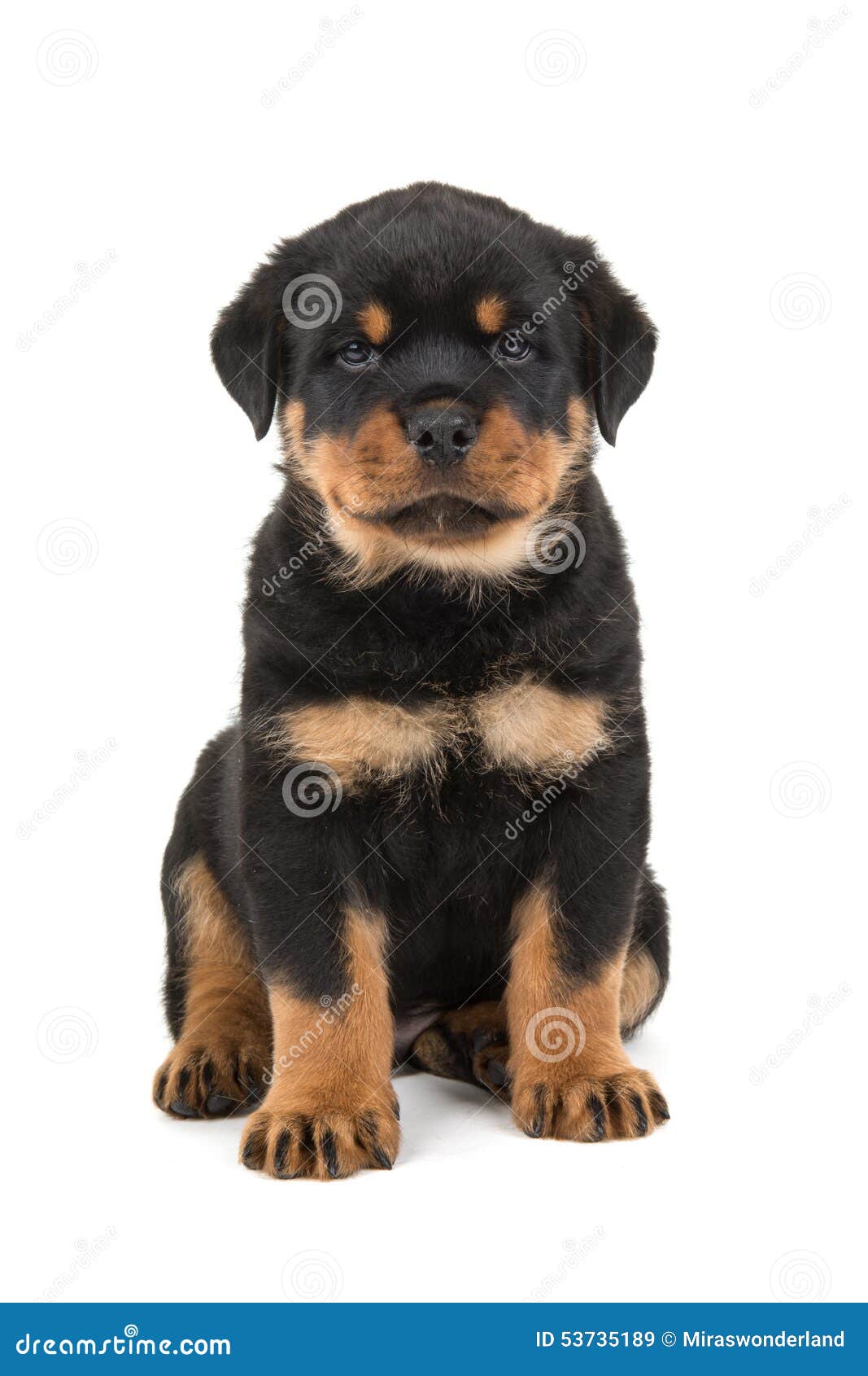 Sweet Rottweiler