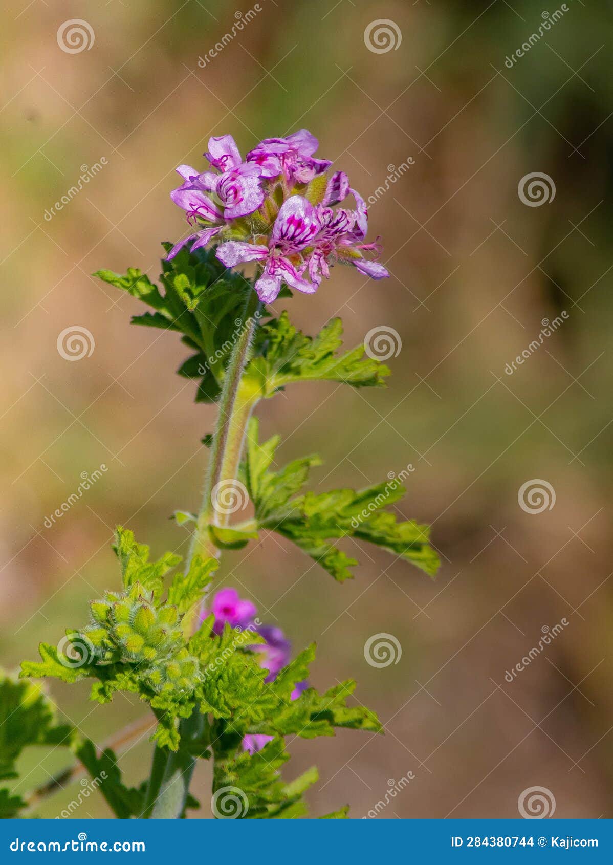 Sweet Scented Geranium: a Fragrant Delight in Nature Stock Photo ...