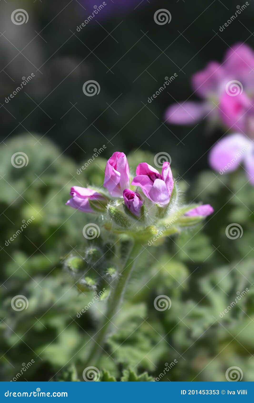 Sweet-scented geranium stock image. Image of geranium - 201453353