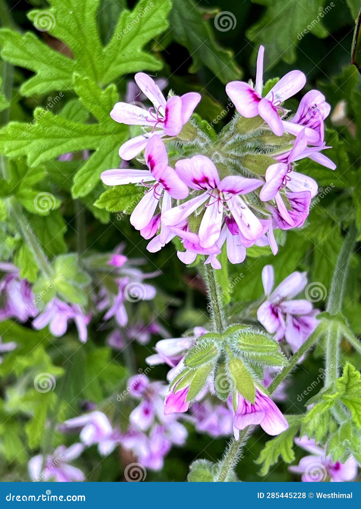 Sweet Scented Geranium, Pelargonium Graveolens Stock Photo - Image of ...