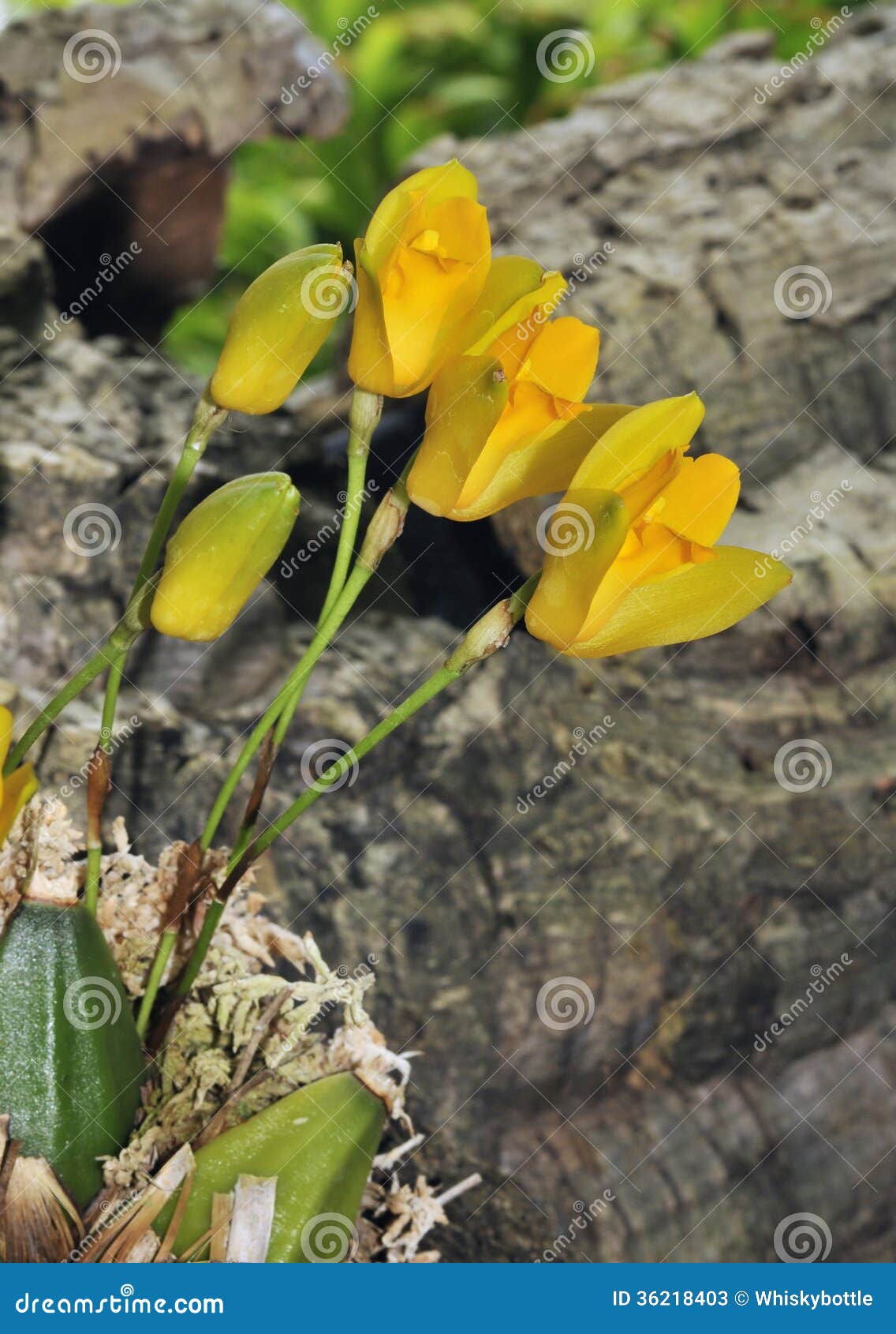 Sweet Scented Lycaste Orchid Stock Image - Image of lycaste, orchid ...