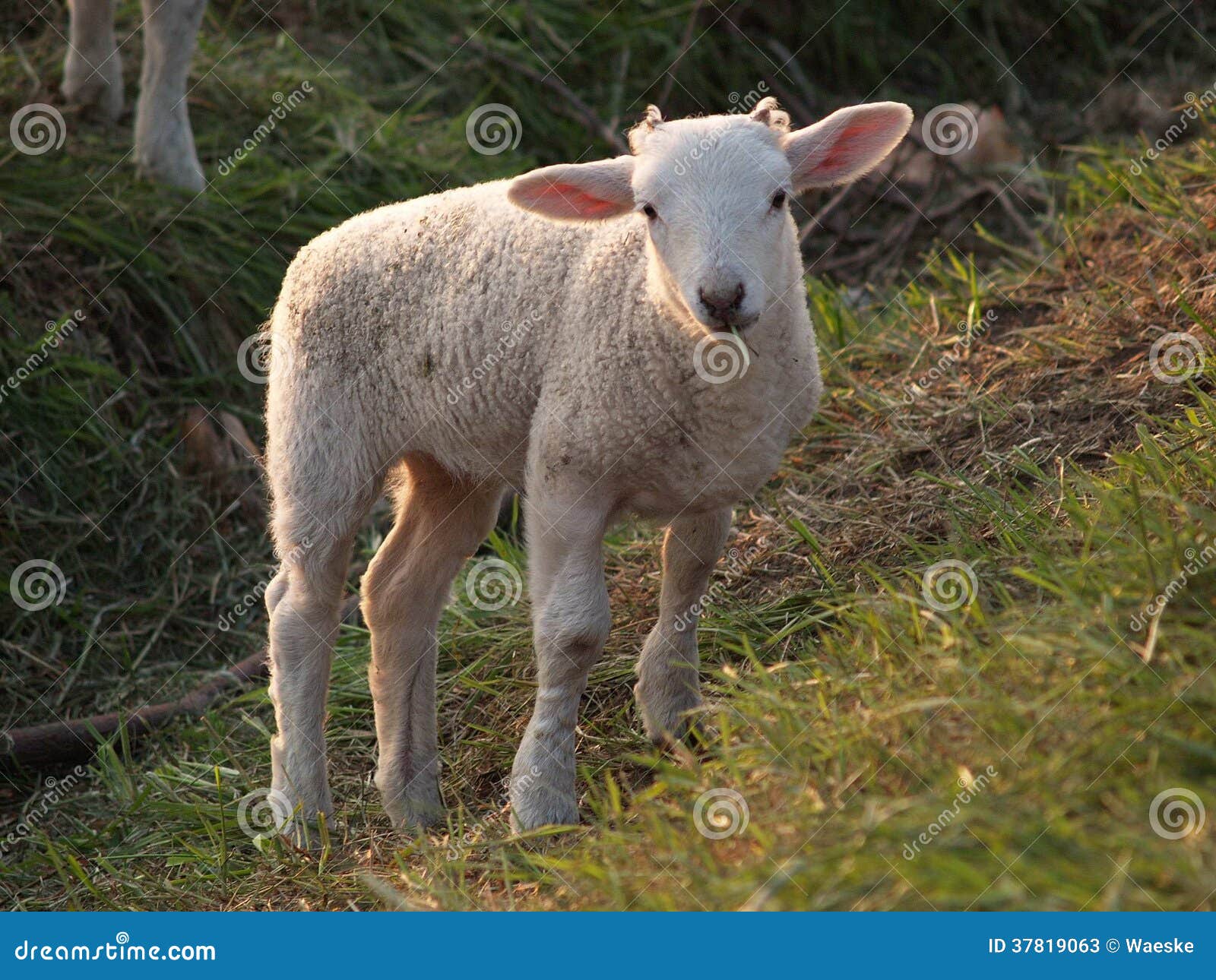 Sweet sheeps stock image. Image of lamb, nature, germany - 37819063
