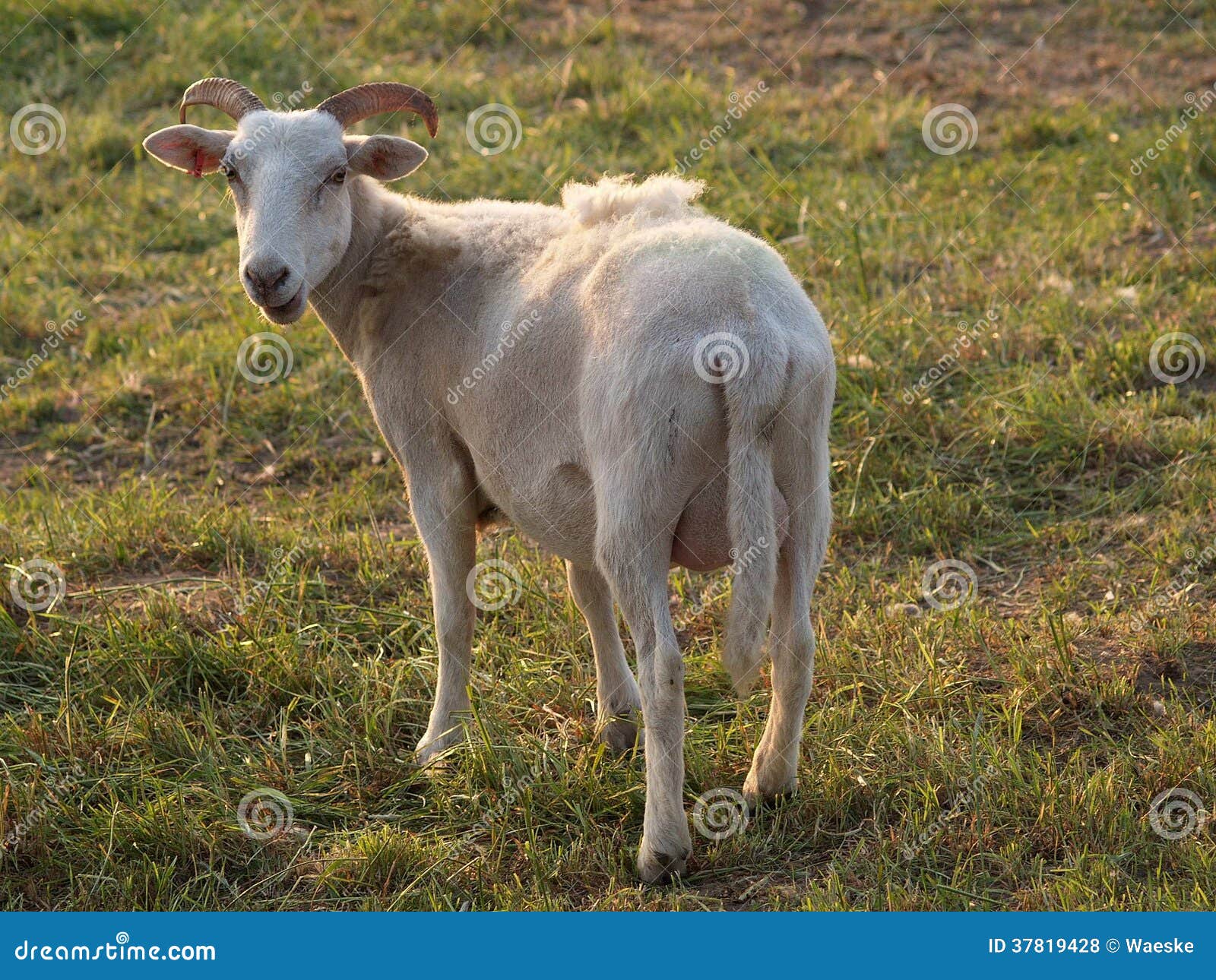 Sweet sheeps stock photo. Image of animal, eastern, nature - 37819428