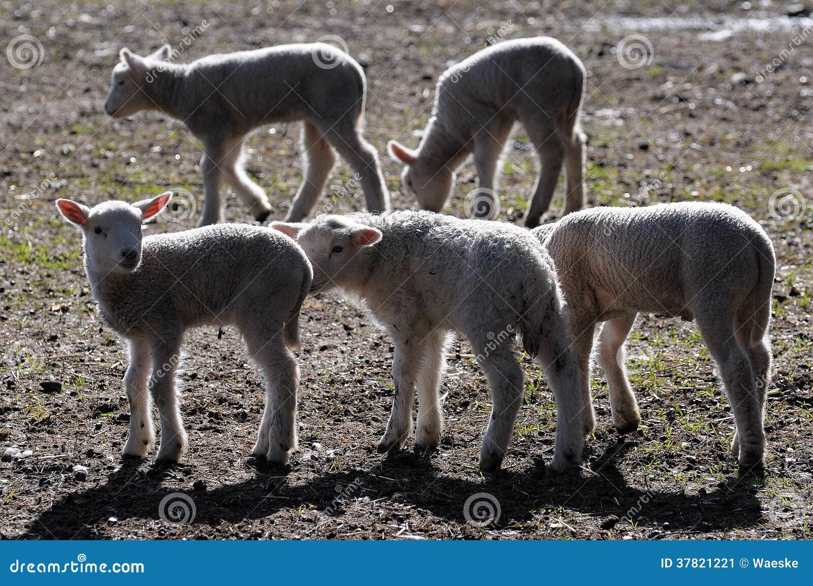 Sweet sheeps stock image. Image of muensterland, easter - 37821221