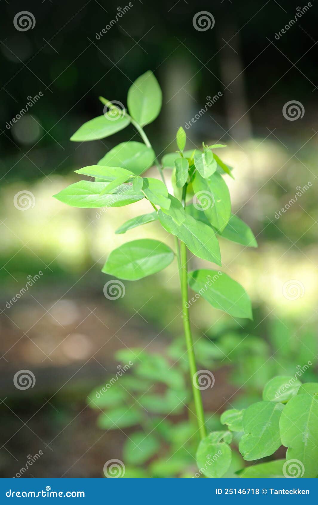 Sweet Shoot, Cekur Manis - Sauropus Androgynus Stock Photo - Image of ...