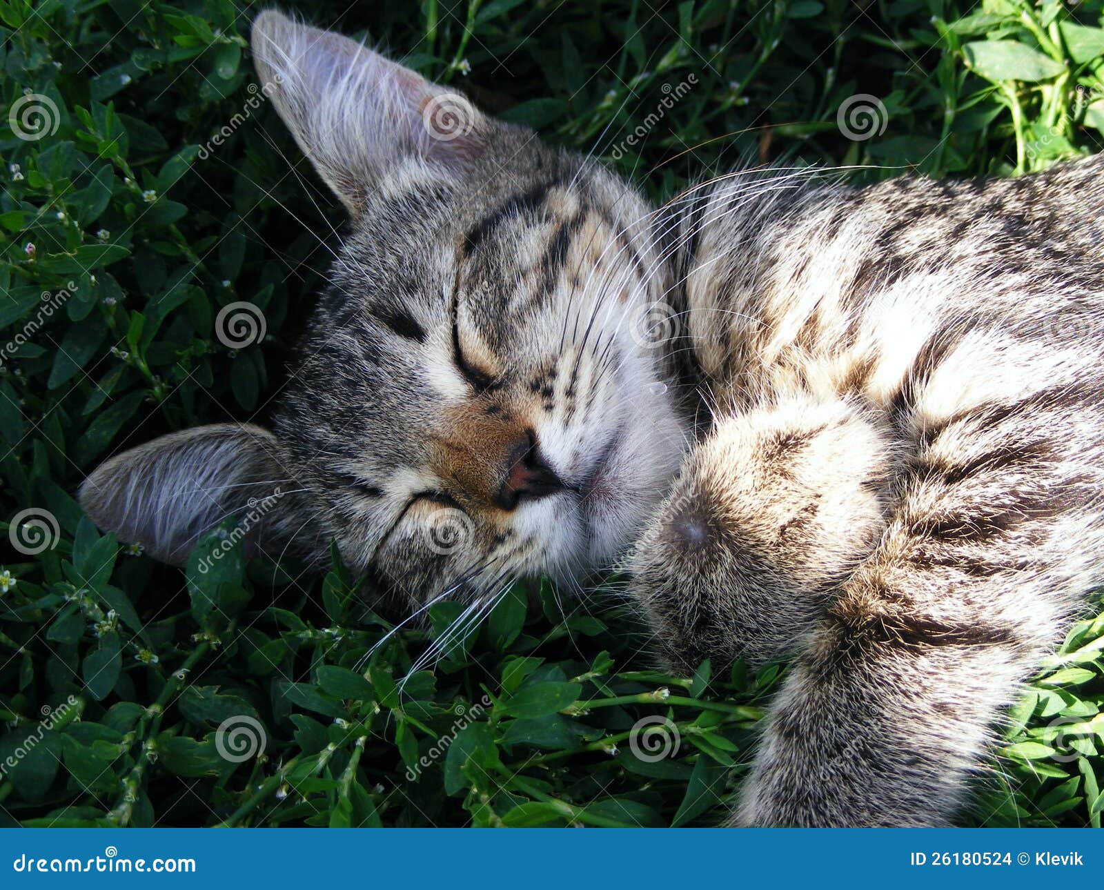 Sweet sleep stock photo. Image of nose, dreams, pets - 26180524