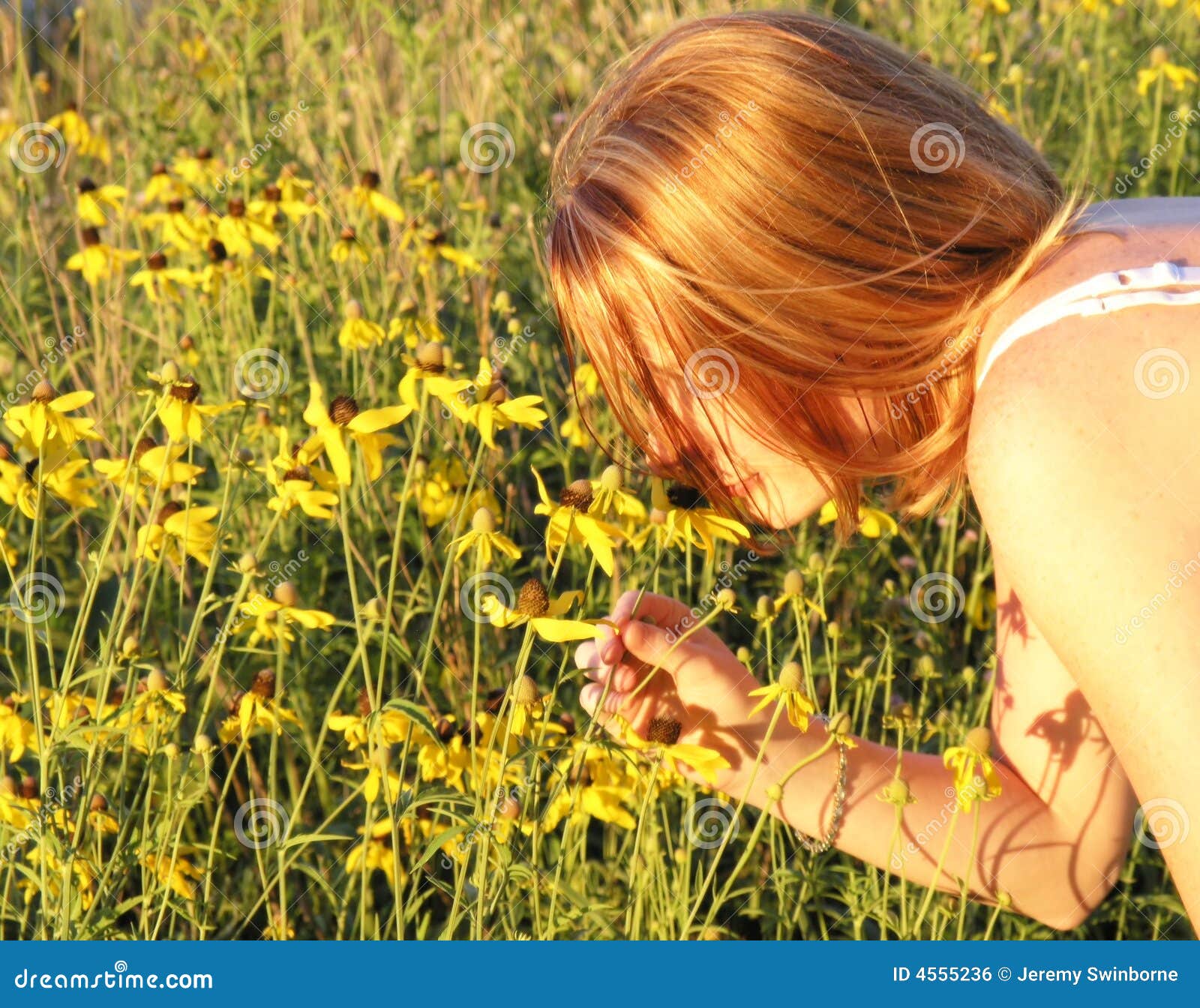 Sweet Smell stock photo. Image of daisy, nature, sunny - 4555236