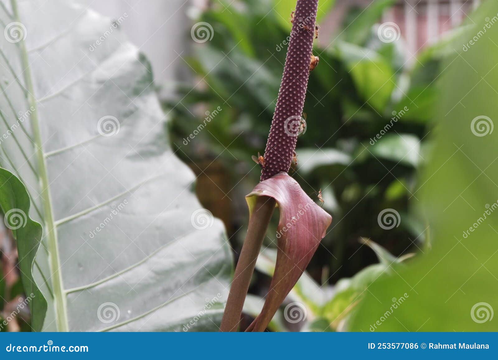 Sweet Smell of Flowers Infested with Insects Stock Photo - Image of ...