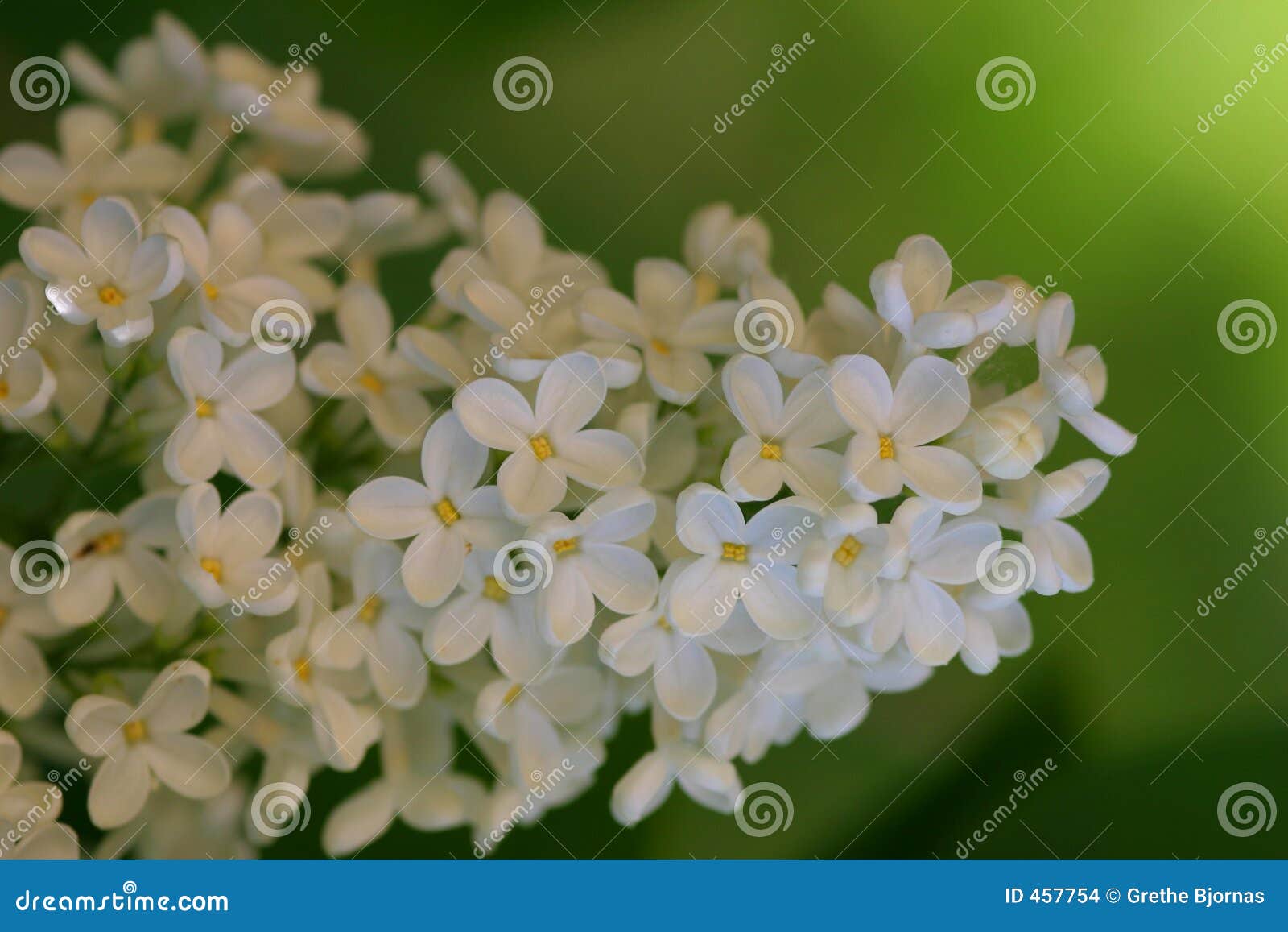 The sweet smell of spring stock photo. Image of light, spring - 457754