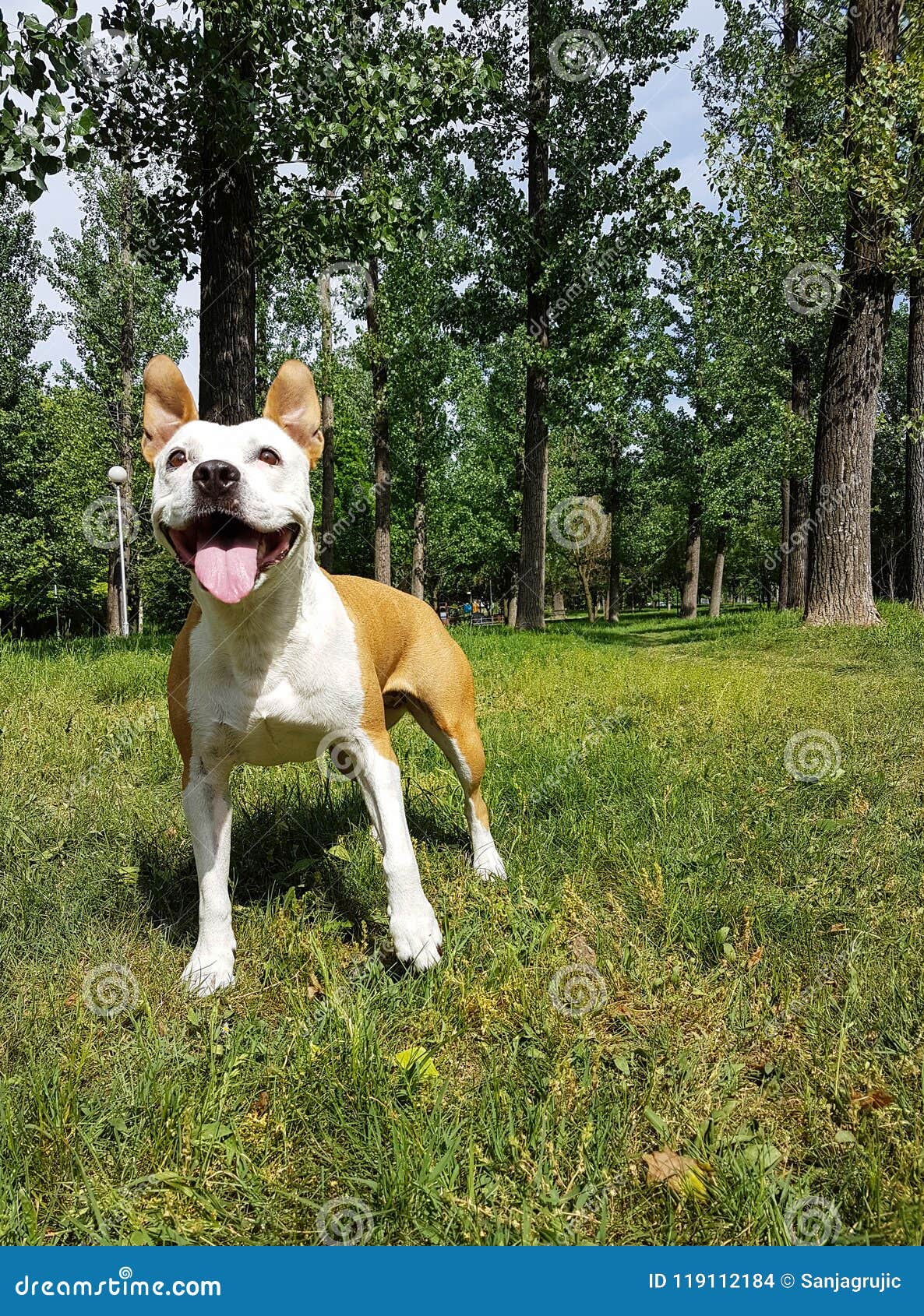Sweet smiling dog stock photo. Image of making, mouth - 119112184