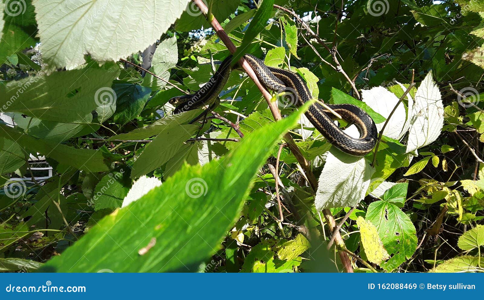 Sweet snakes sunbathe stock image. Image of raspberry - 162088469
