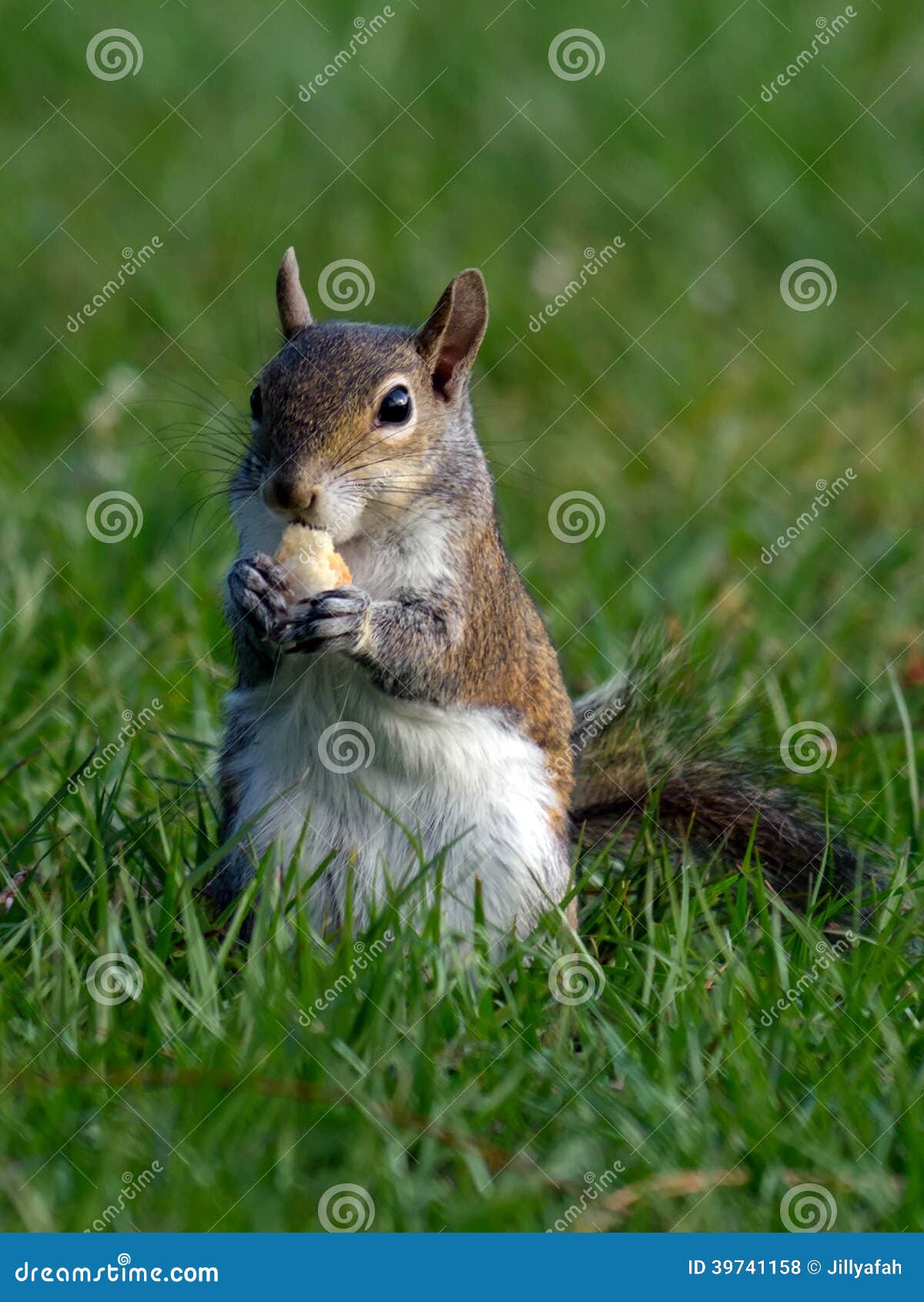 Sweet Squirrel Snacking stock photo. Image of bread, adorable - 39741158
