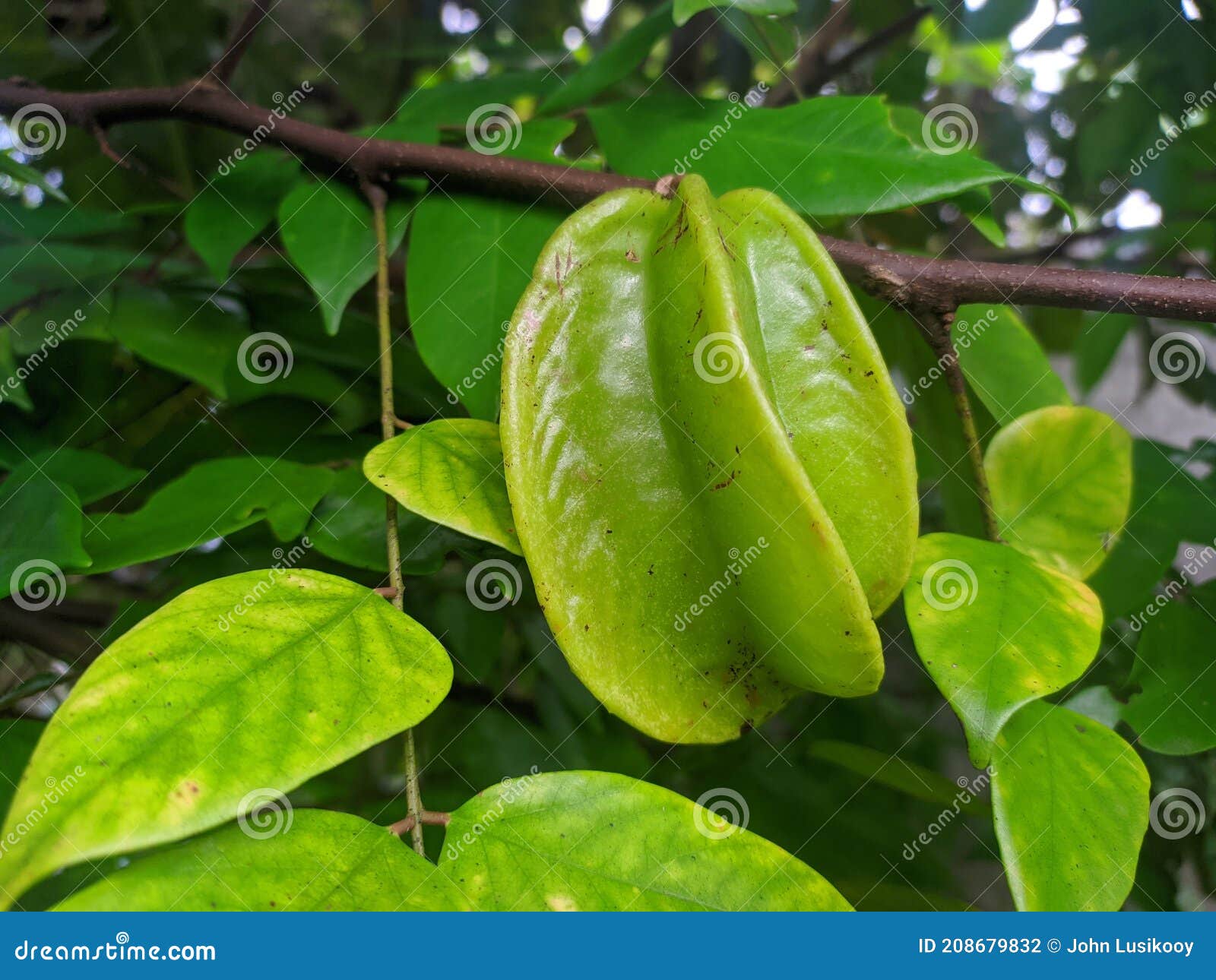 Sweet star fruit stock photo. Image of diet, freshness - 208679832