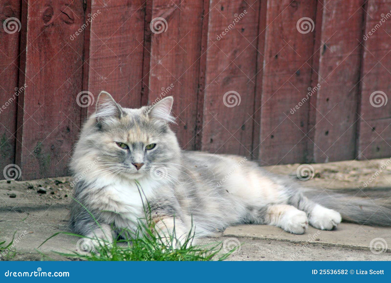 Sweet tabby cat stock photo. Image of nose, cute, barn - 25536582