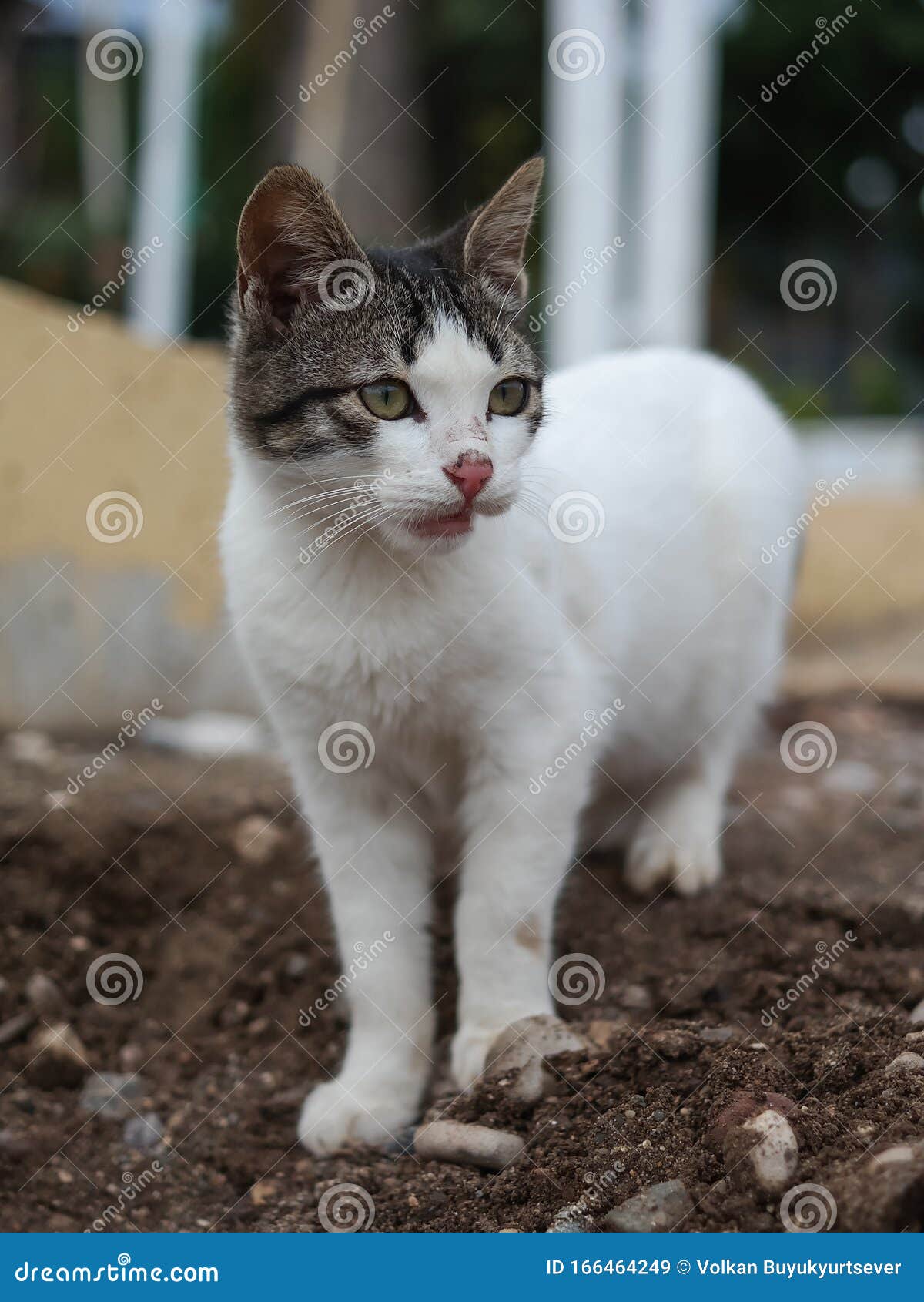 Sweet Tabby White Cat Above the Ground Stock Image - Image of ground ...