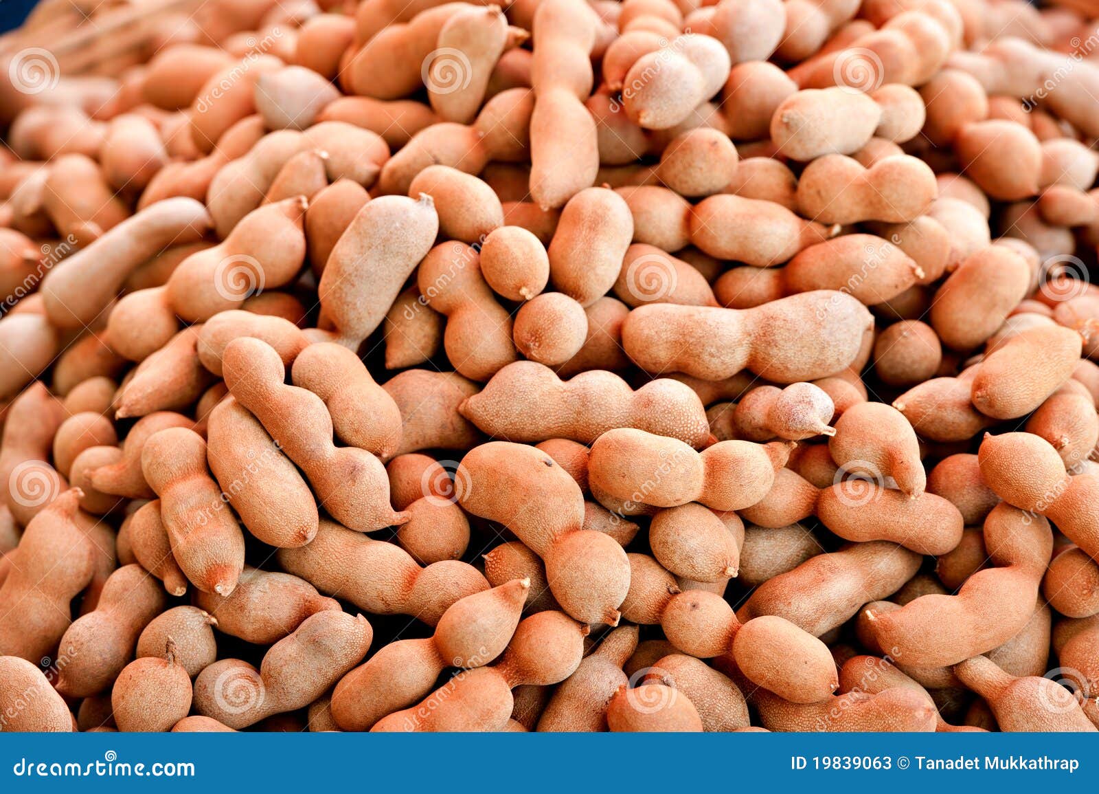 Sweet tamarind stock image. Image of fruit, natural, tropical - 19839063