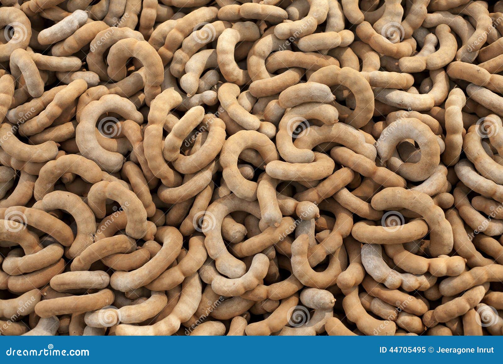 Sweet tamarind stock image. Image of food, ripe, bean - 44705495