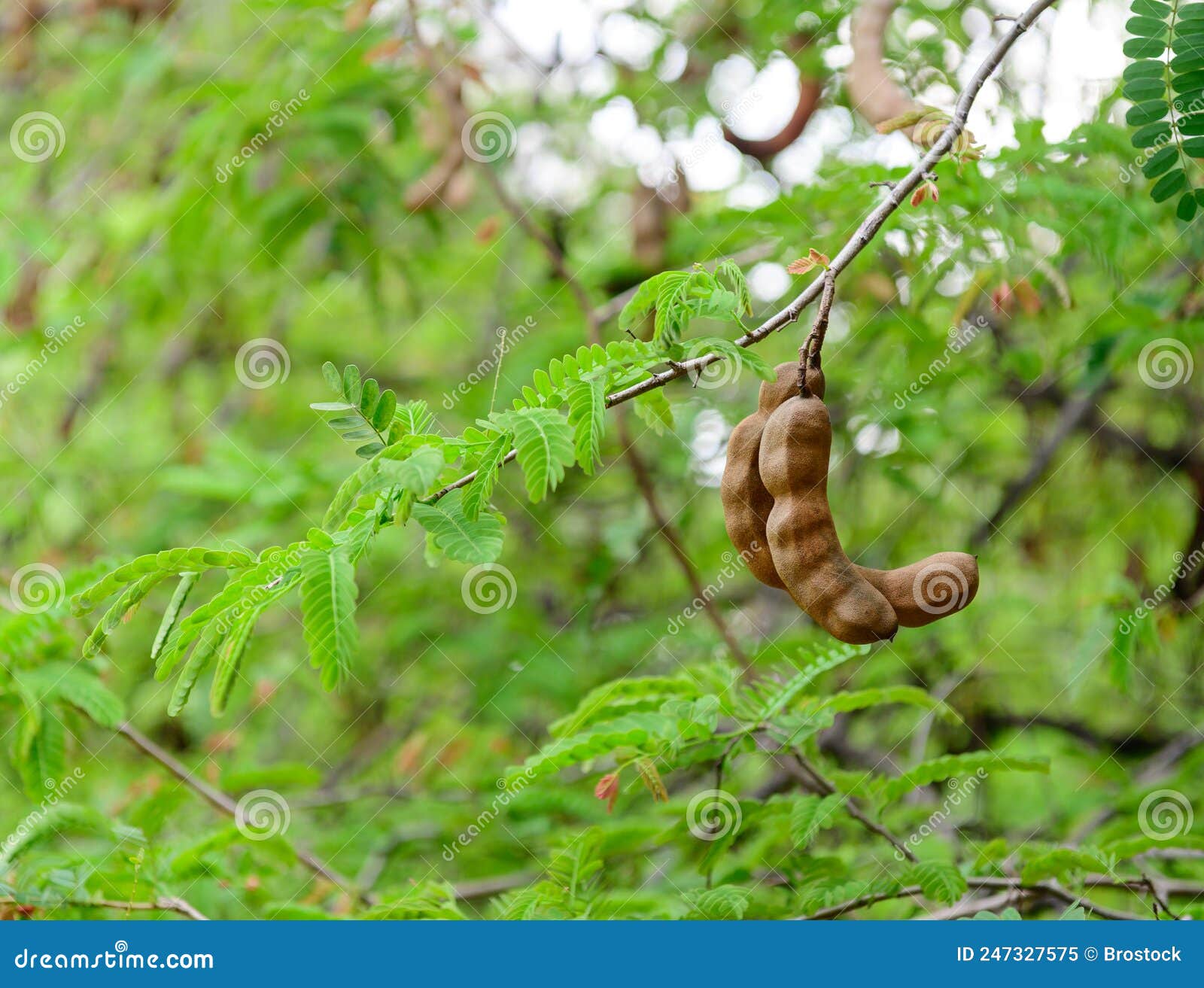 Sweet Tamarind and Leaf on the Tree Stock Image - Image of wild ...