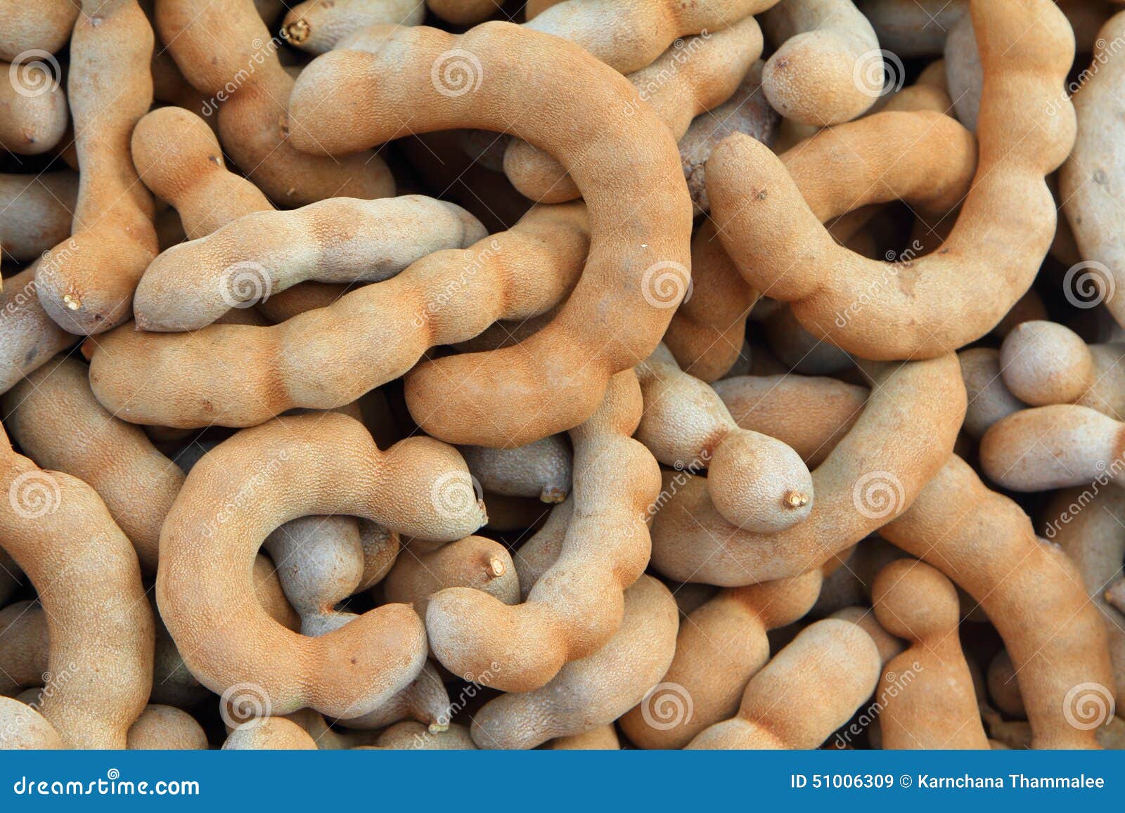Sweet tamarind stock image. Image of fruit, delicious - 51006309