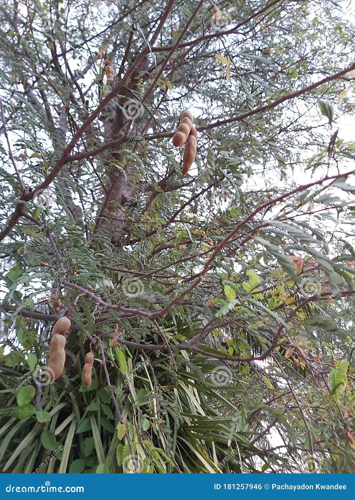 Sweet tamarind on the tree stock photo. Image of branch - 181257946