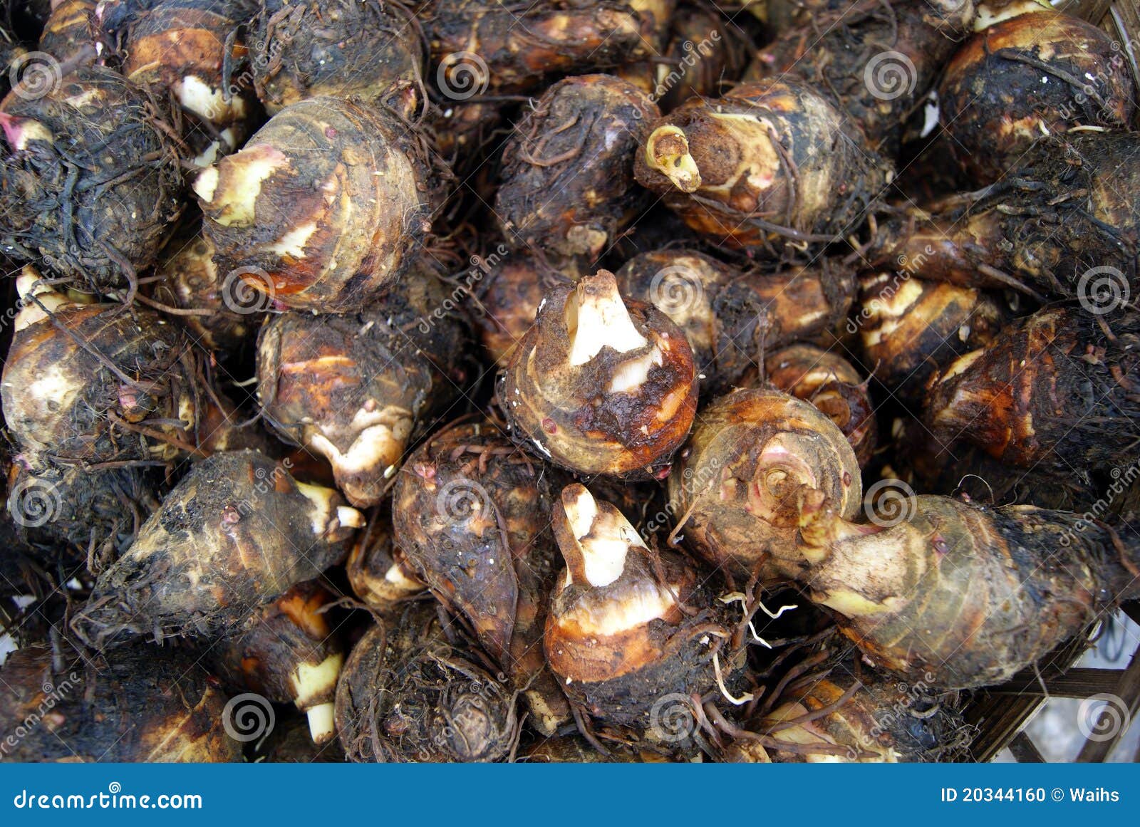 Sweet taro stock photo. Image of people, features, market - 20344160