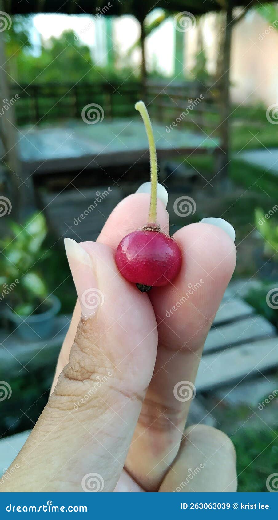 Sweet tiny cherry stock image. Image of tree, sweet - 263063039