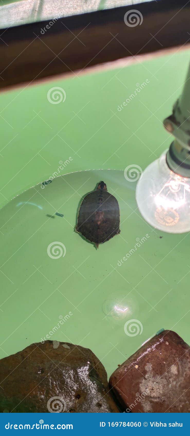 Sweet turtle in water stock photo. Image of pond, turtle - 169784060