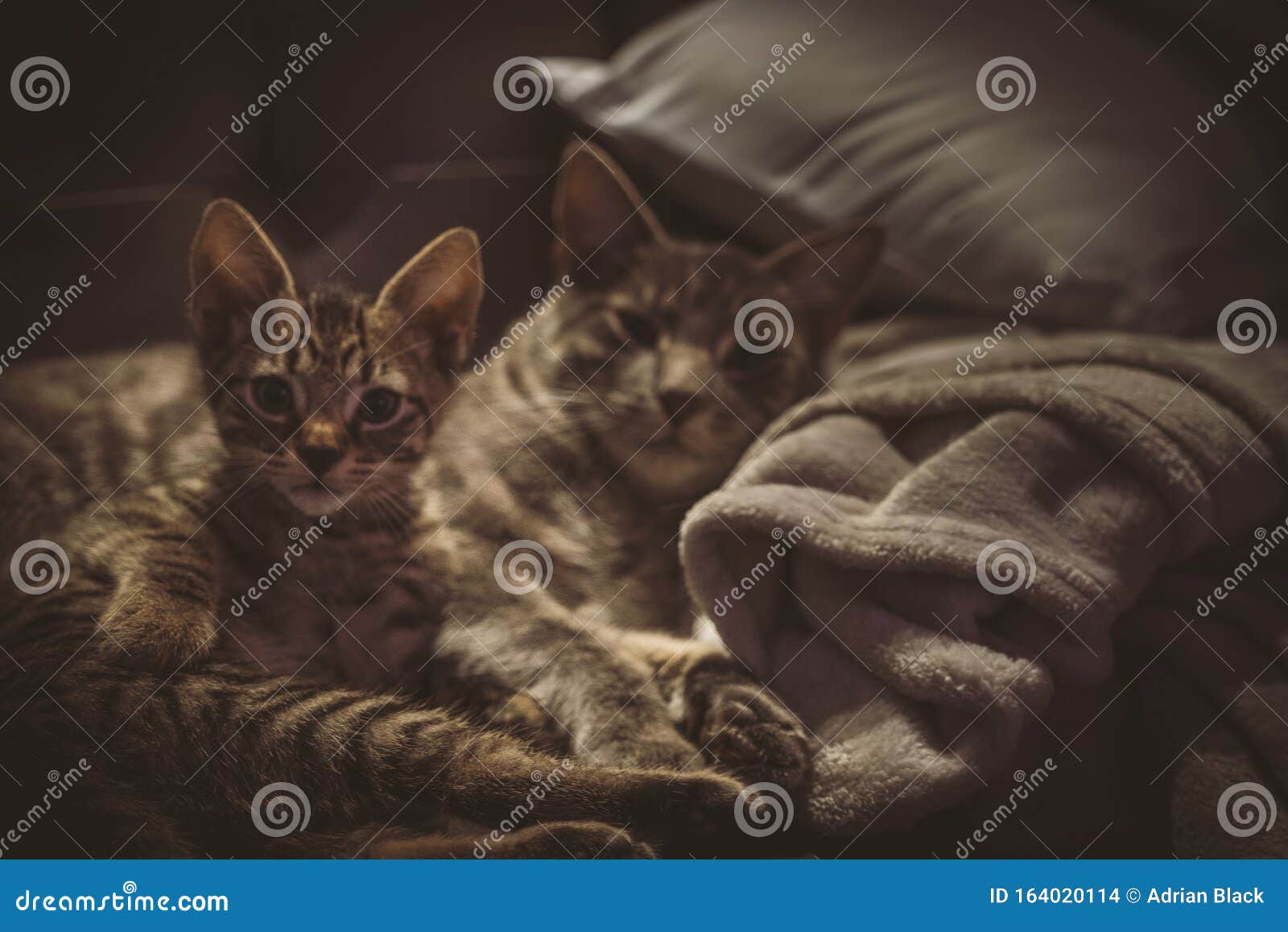 Two cats on the sofa stock photo. Image of sofa, nature - 164020114